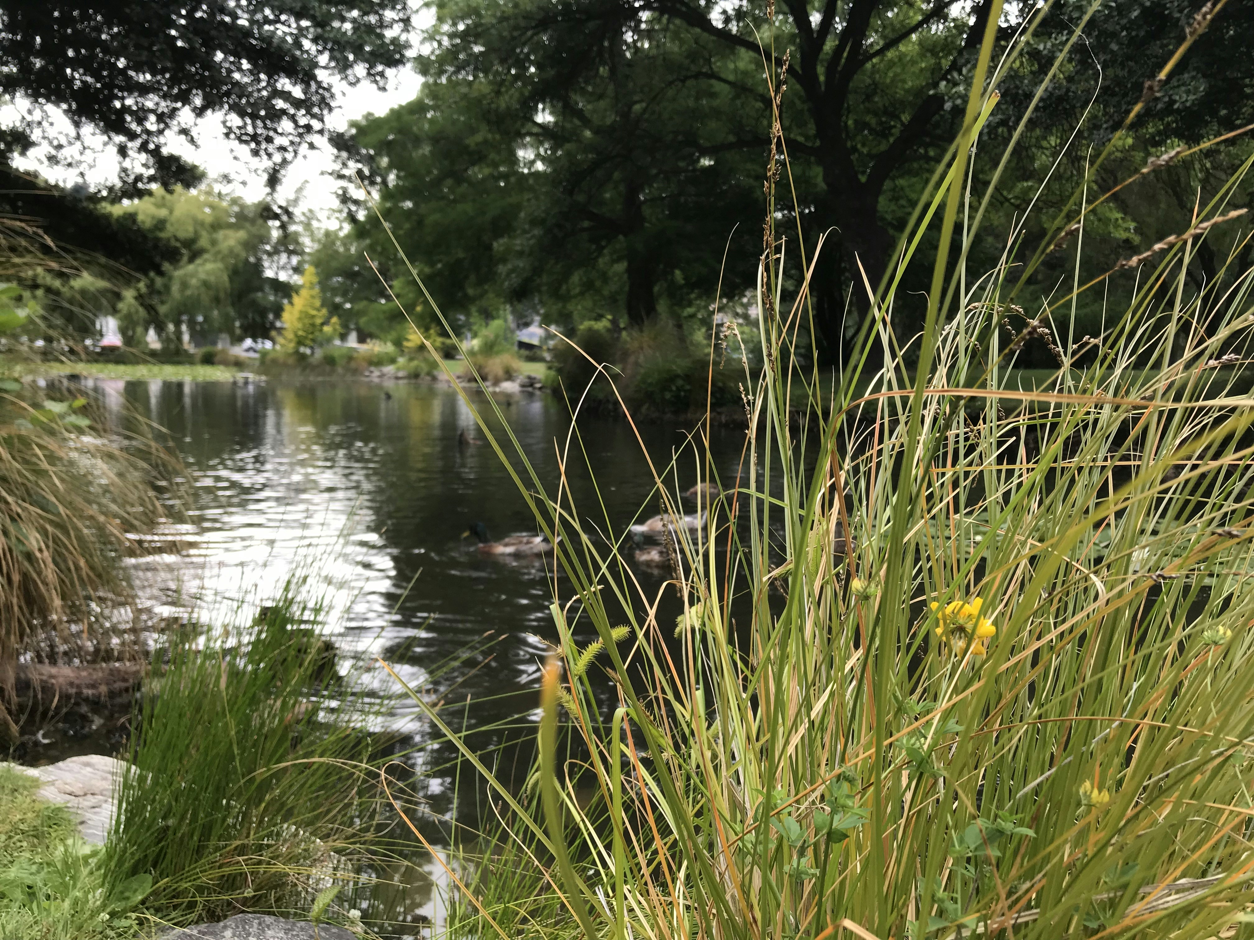 Quiet Lakeside Meadow: Golden Grass by the Water