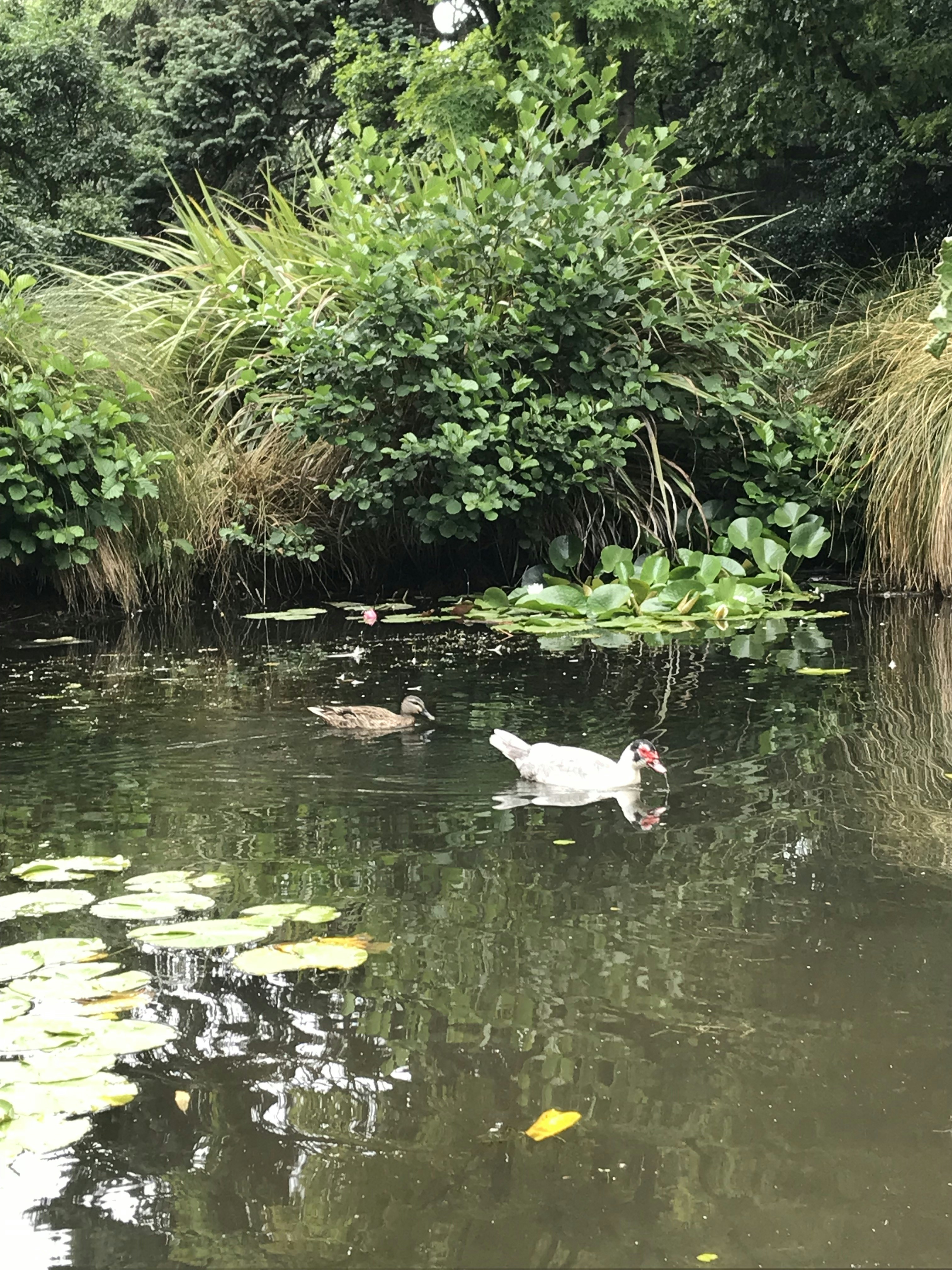 A White Swan Glides Past a Quiet Pond Amid Greenery