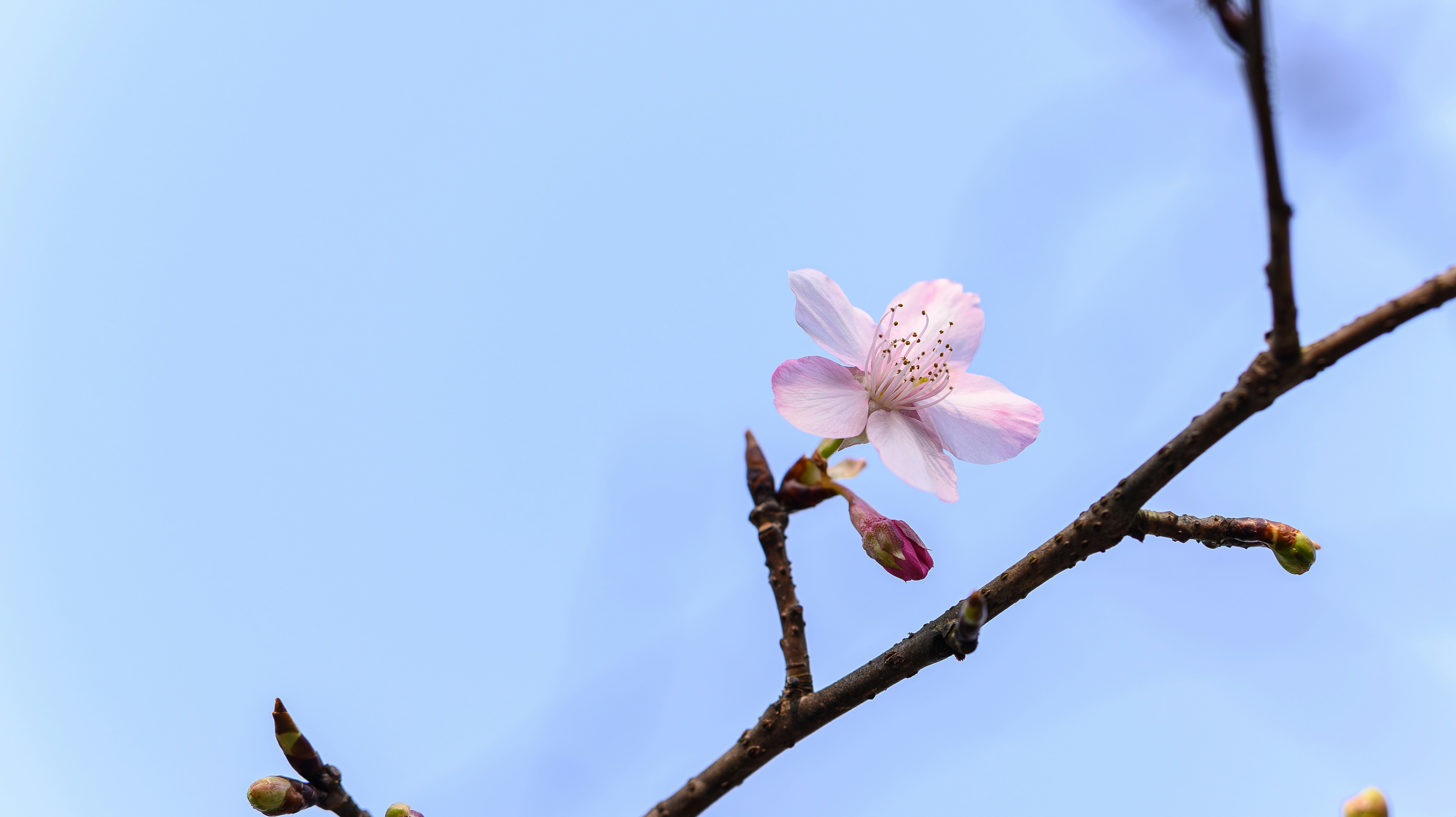 Soft Pink Blossom Against a Clear Spring Sky