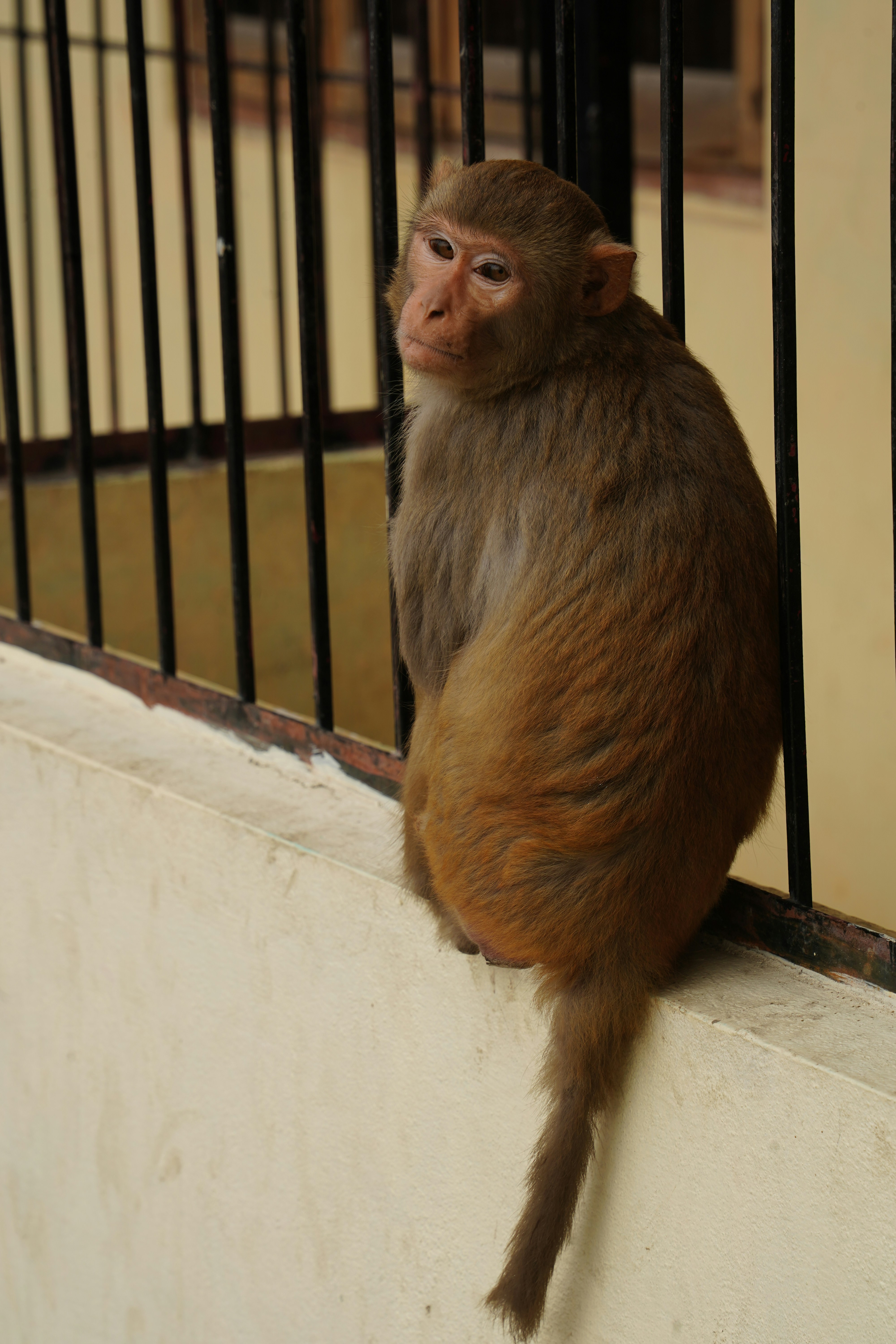 Contemplative Monkey Aside the Rail