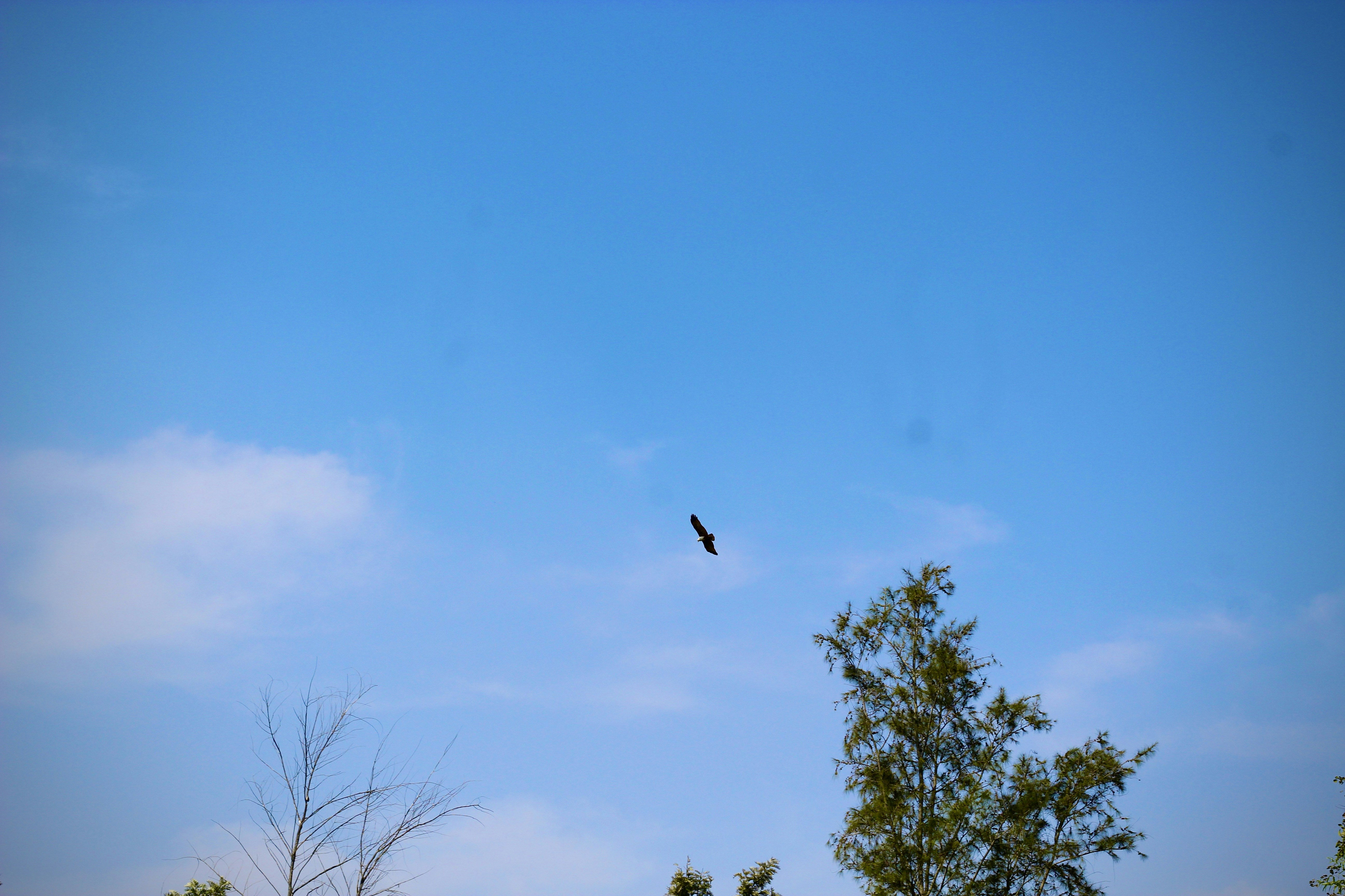Soaring Speck: A Hawk Traverses an Open Sky