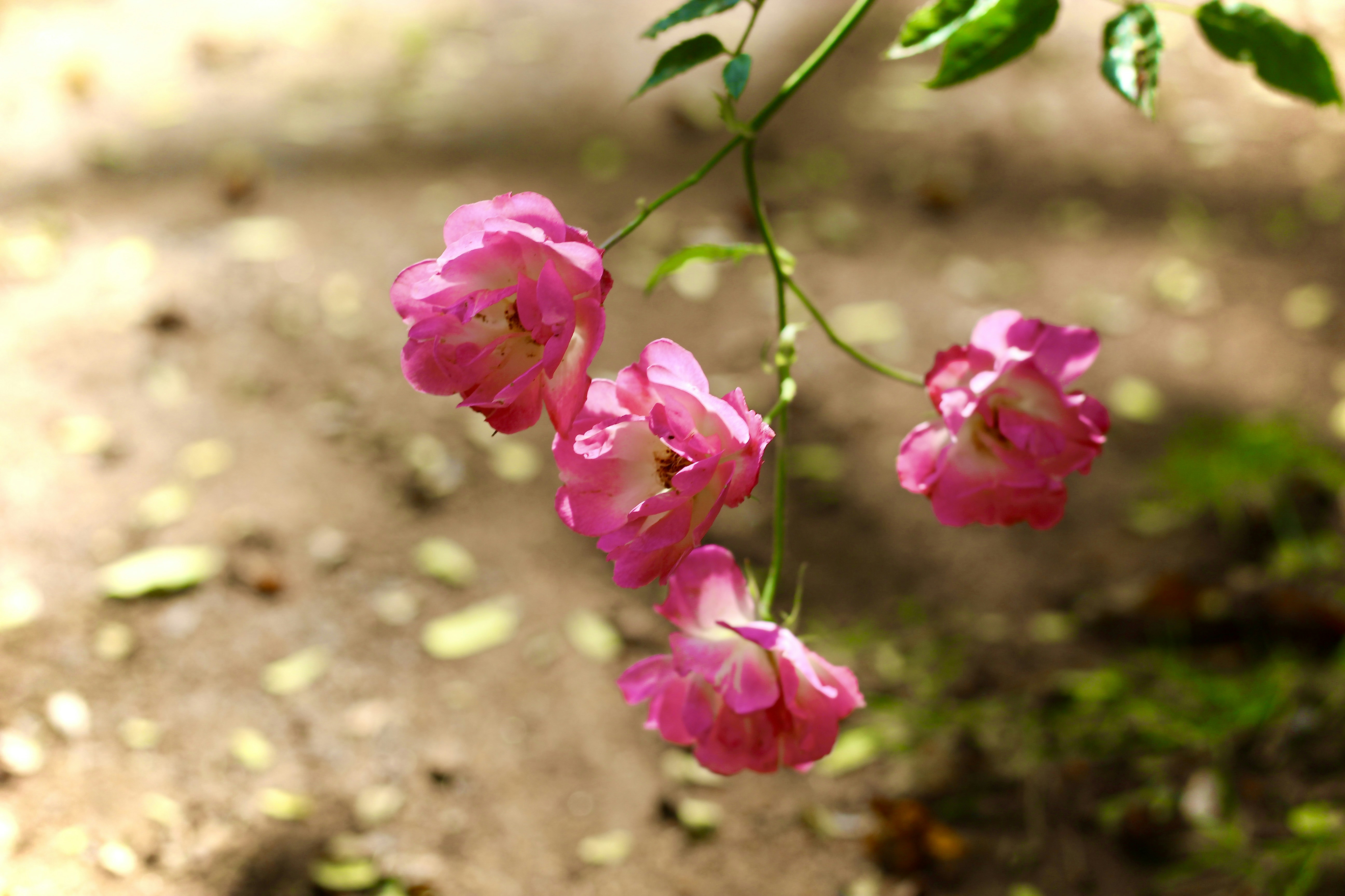 Pink roses hang in sunlight, a soft blur of ground and leaves behind