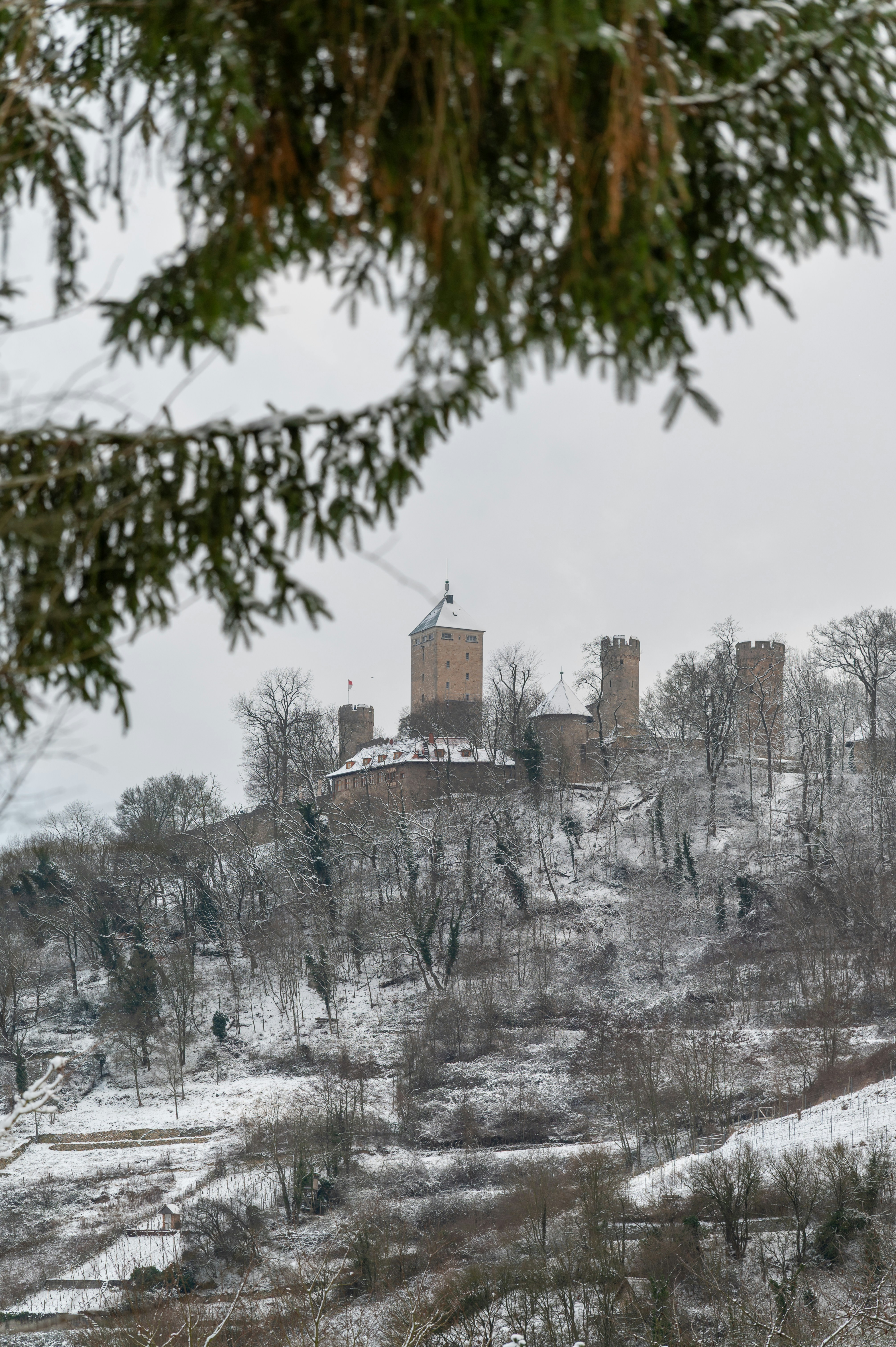 Snow-lit Citadel: A Winter Watch from Under the Fir
