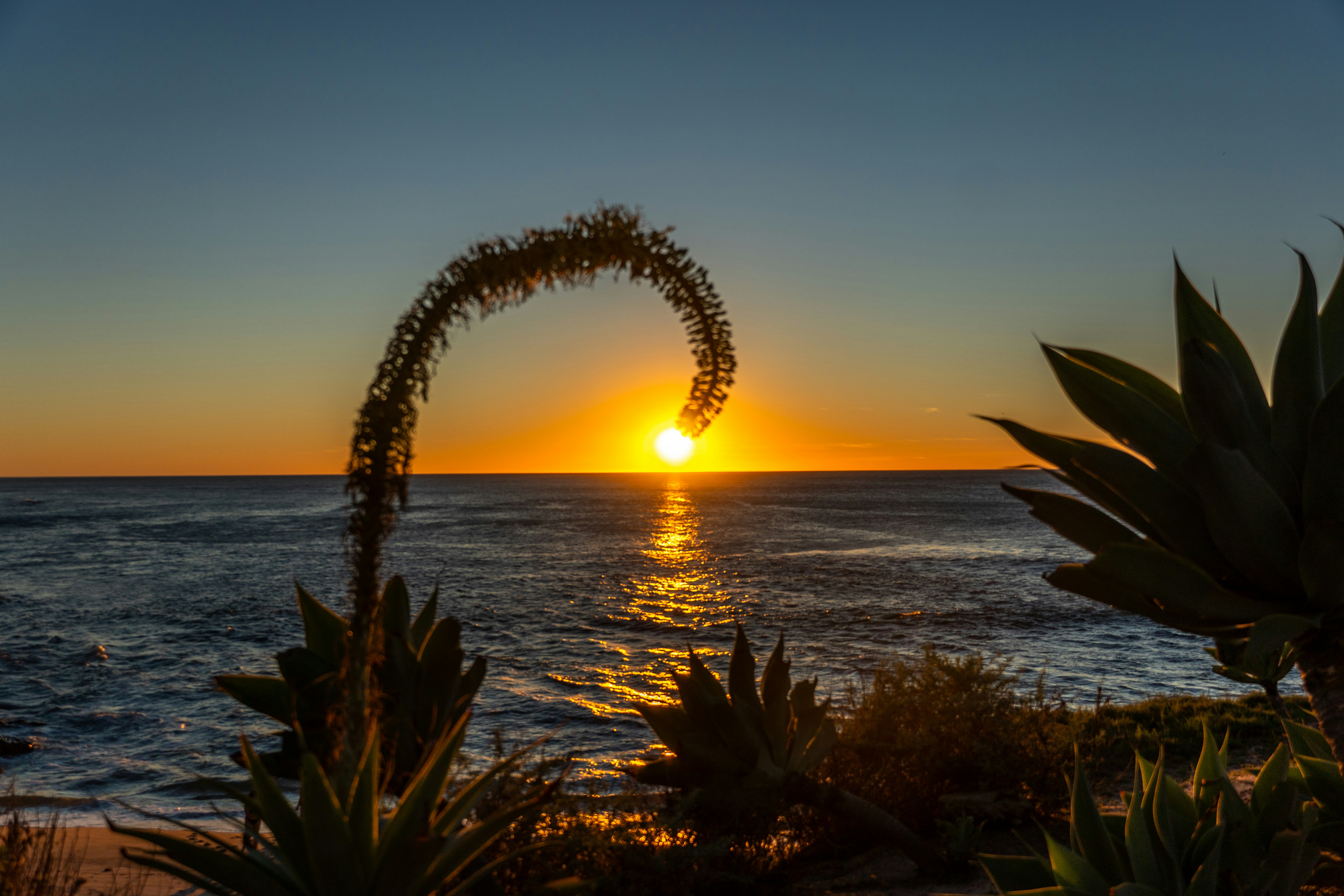 Sunbound Arc: Sunset Through a Curved Plant Framing the Horizon