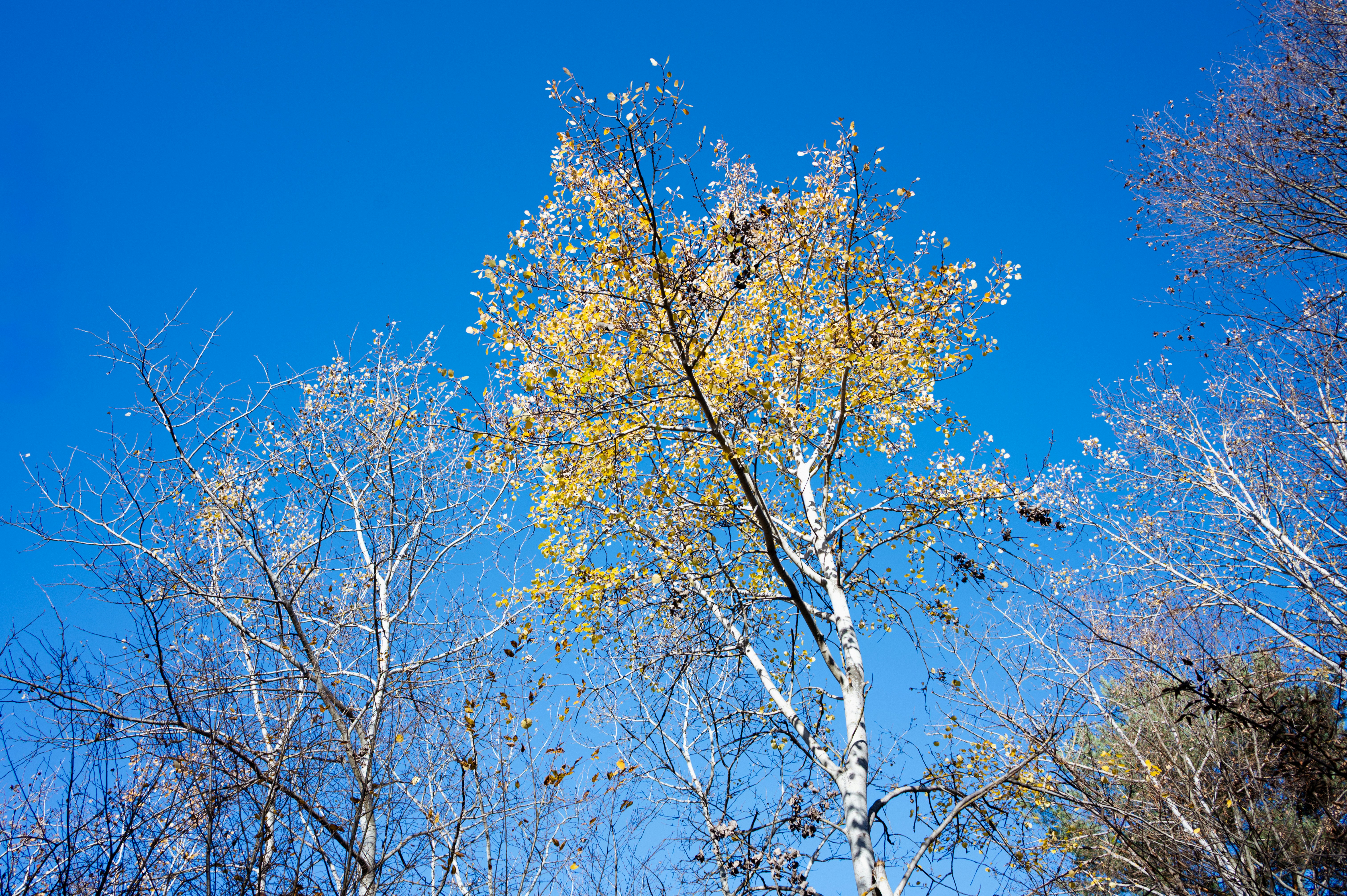Yellow-leaved crown against a crisp blue sky