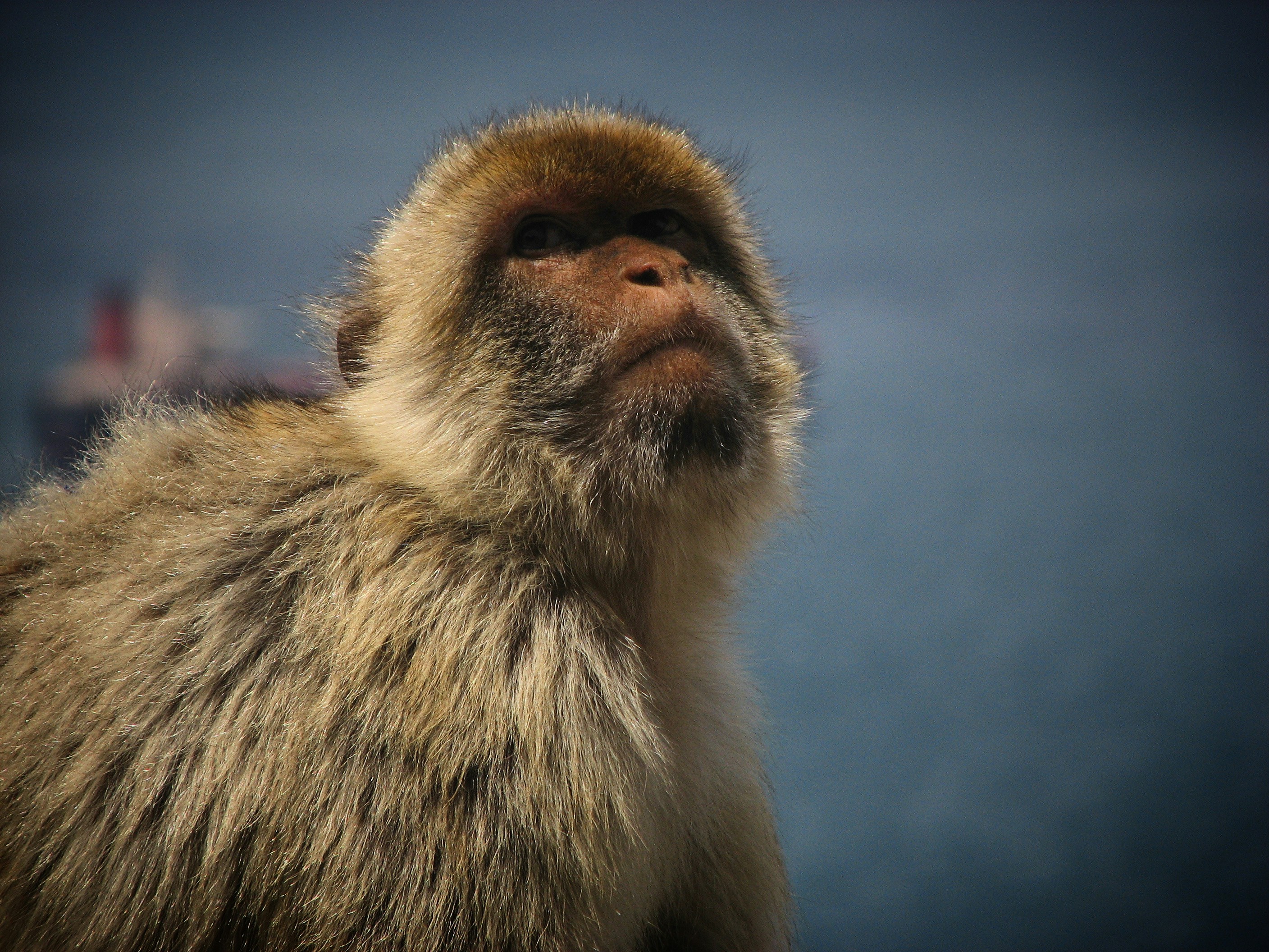 A close-up of a monkey looking upwards