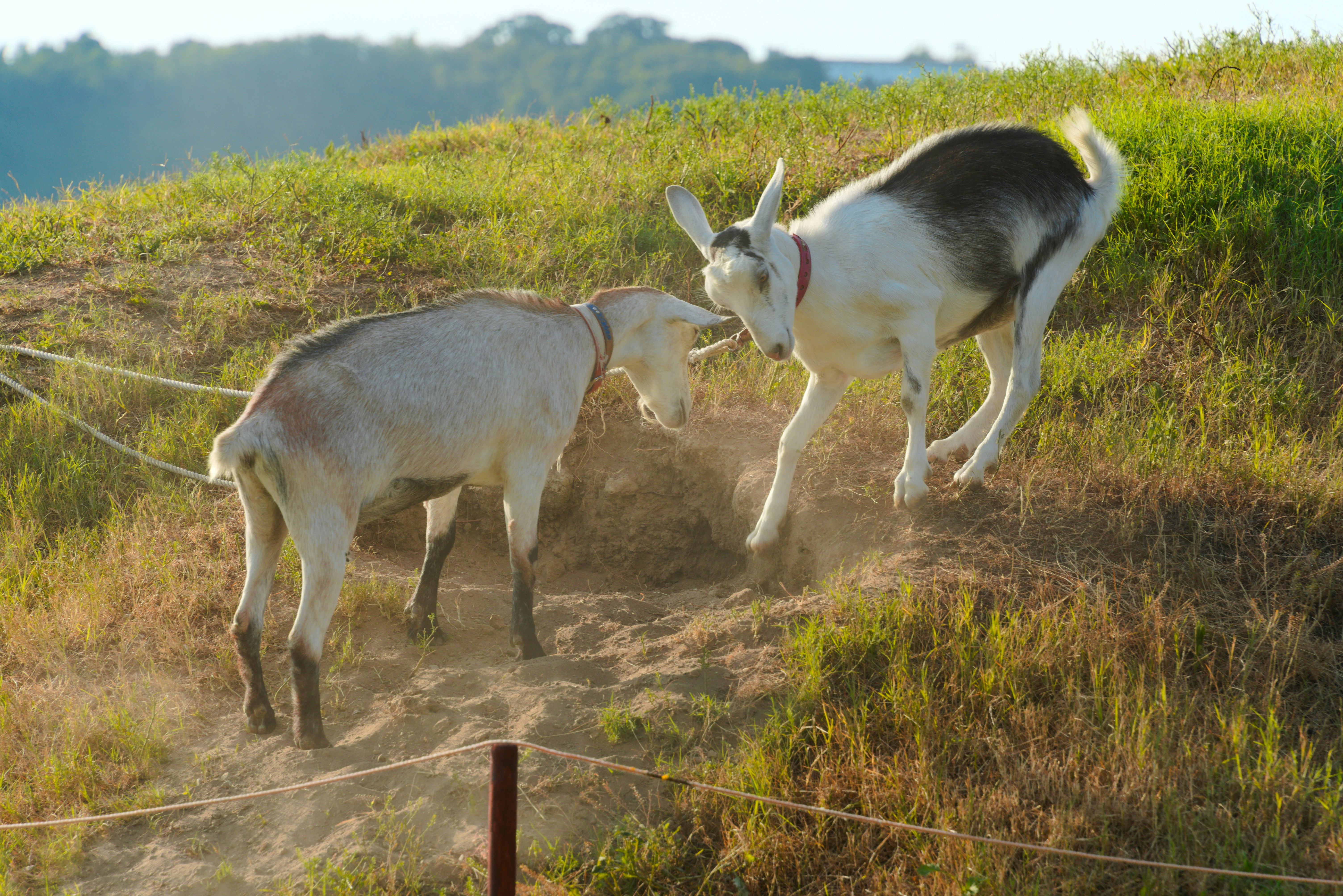 Herd Rivalry: A Dusty Trial of Horned Balance
