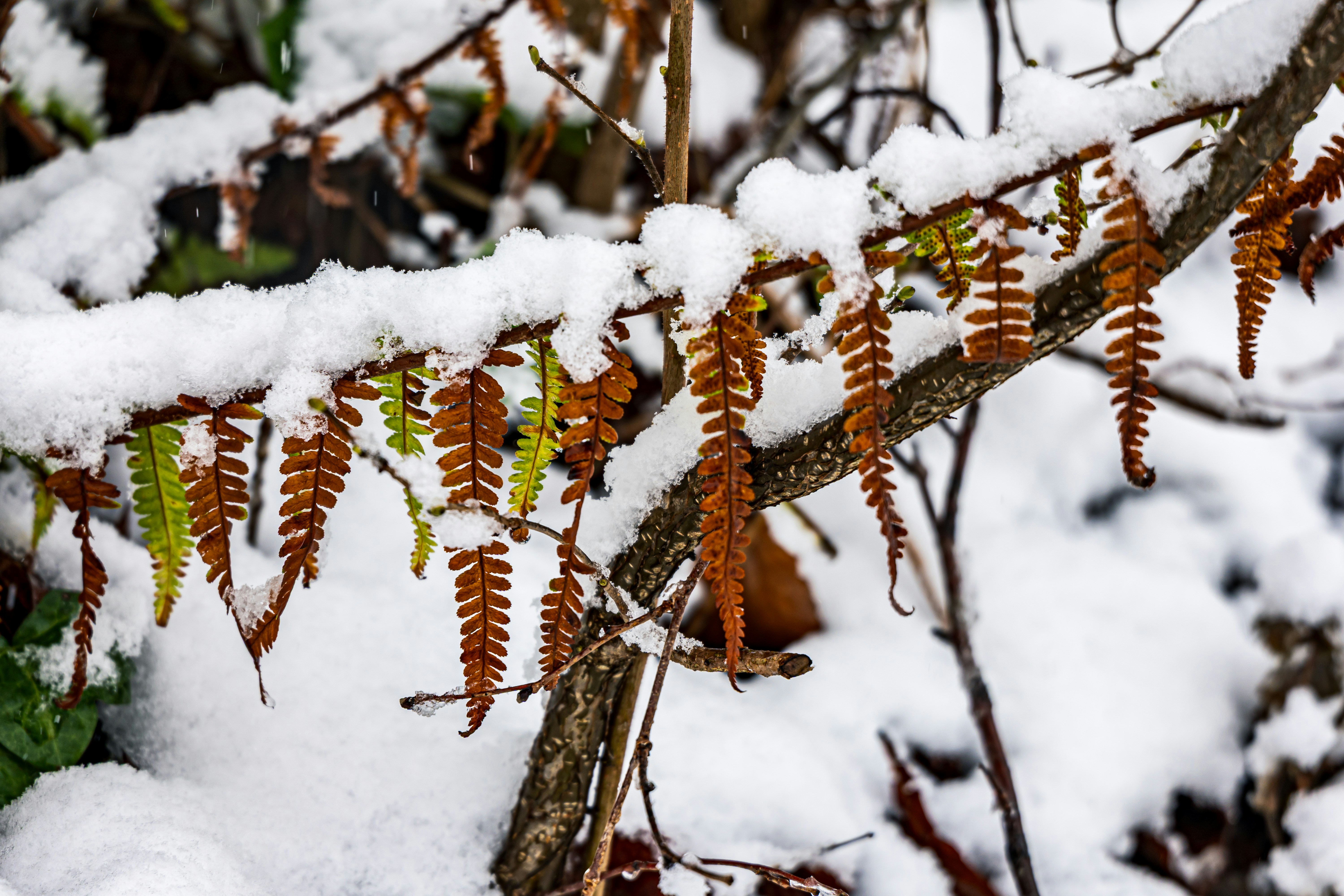 Snow-Capped Ferns: A Frigid Frame of Winter Branches