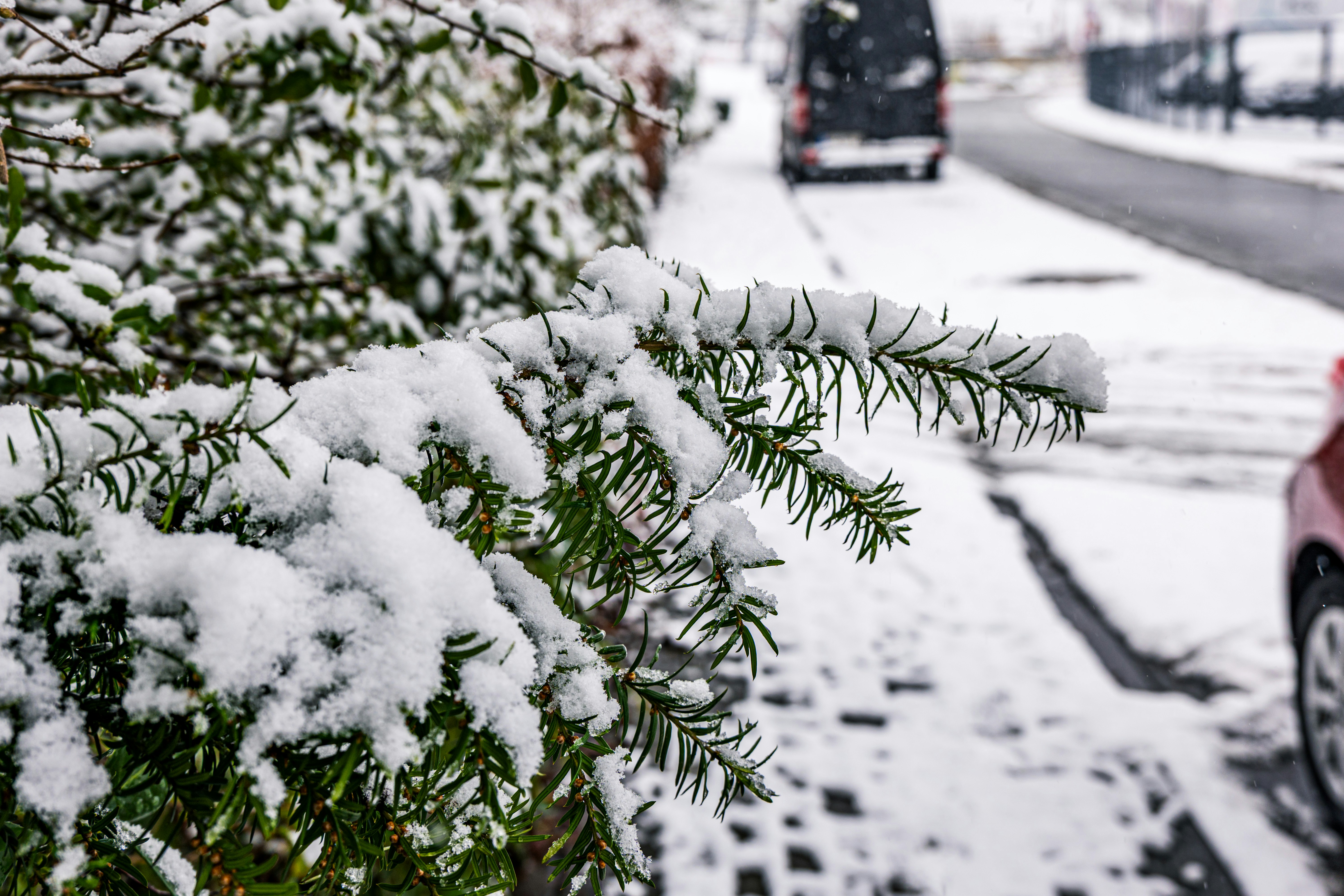 Snowy Fir Sprig Reaching Toward a Quiet Street