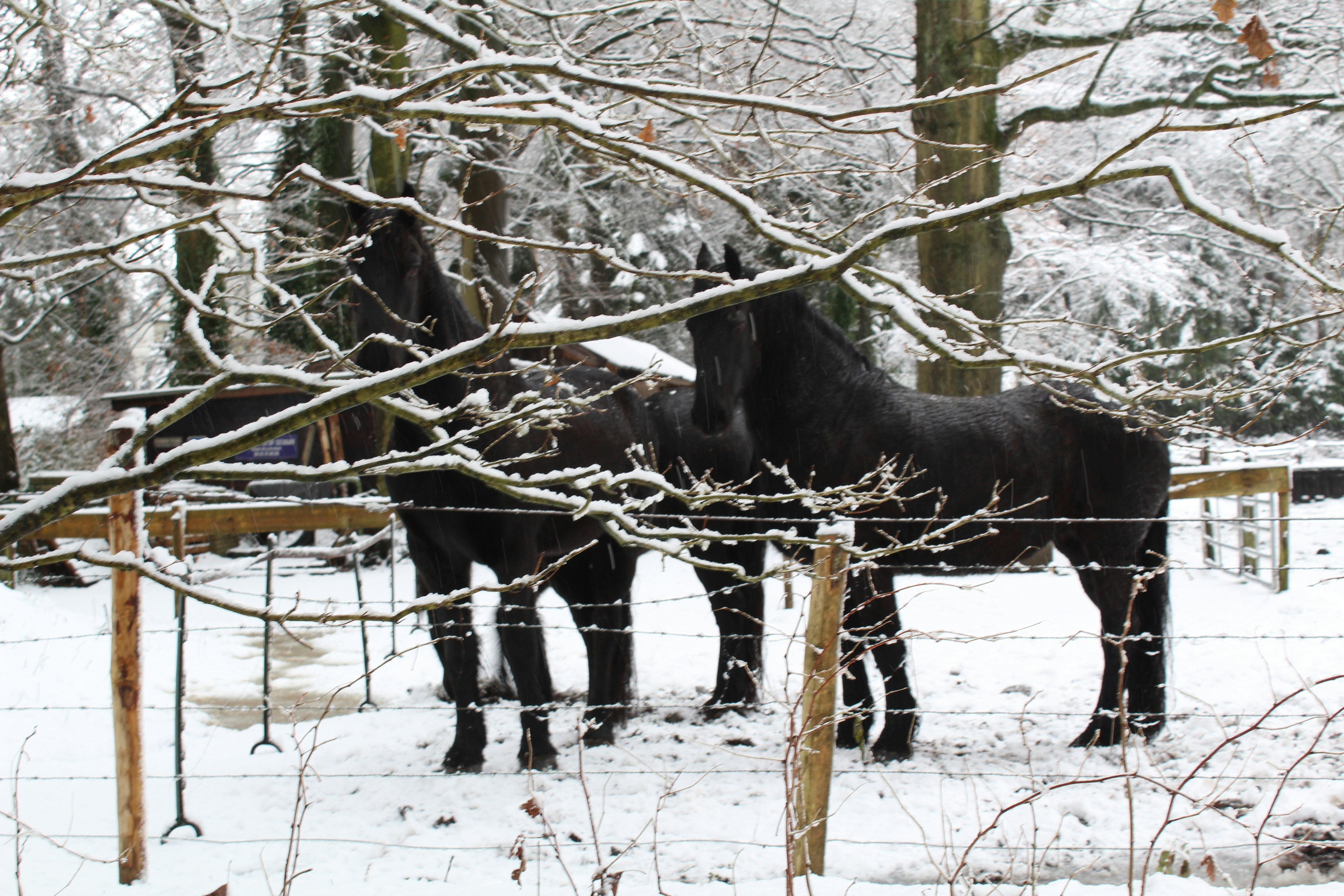 Snowbound Silhouette: Two Black Horses in a Quiet Winter Field