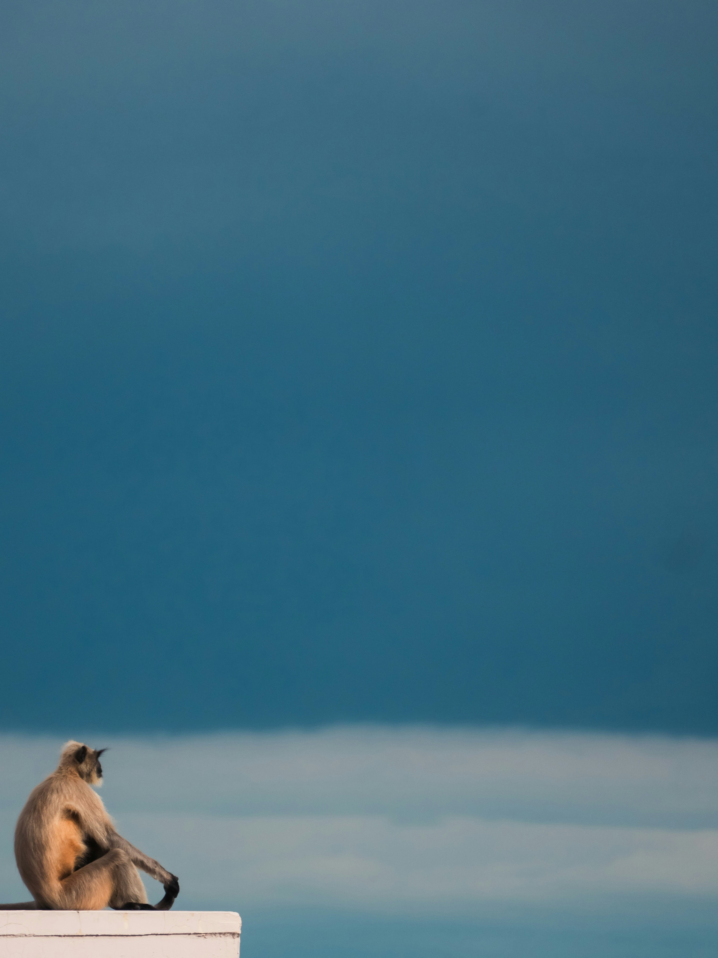 Lone Monkey on the Ledge Beneath a Vast Sky