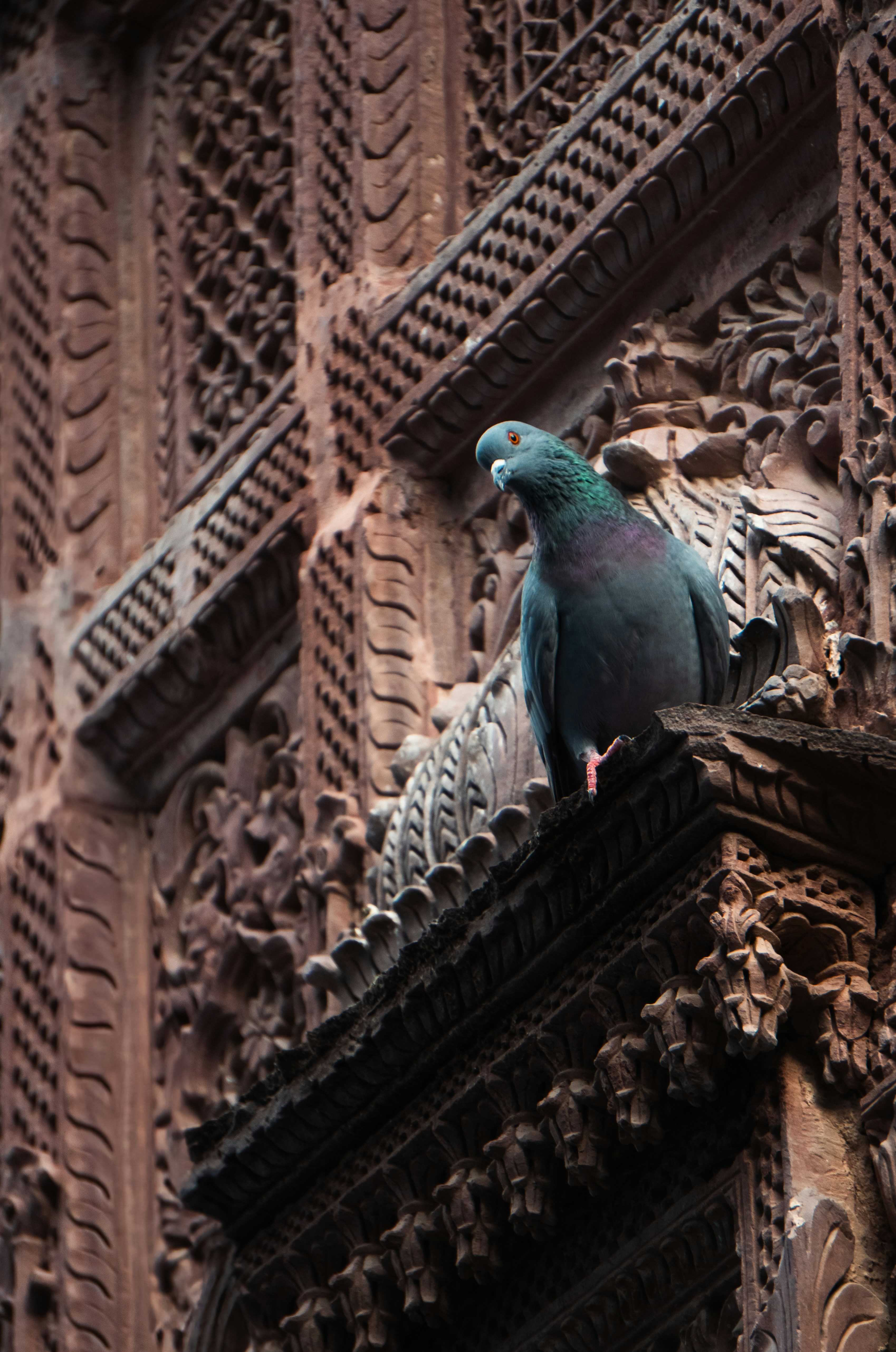 Pigeon on Carved Brickwork: a Quiet Moment on an Ancient Facade