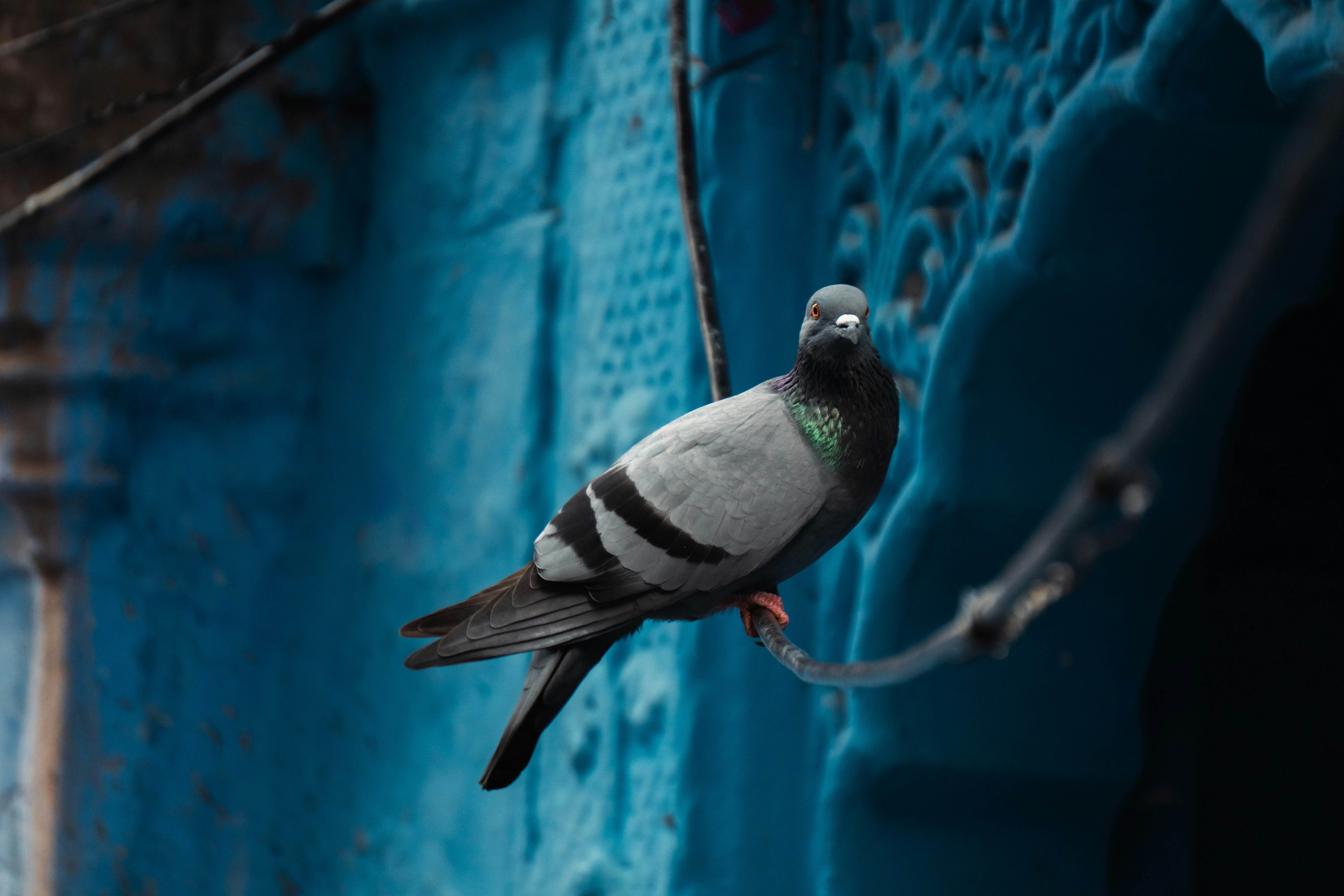 Pigeon on a Blue Wall: Mid-Depth Portrait with Subtle Backlight