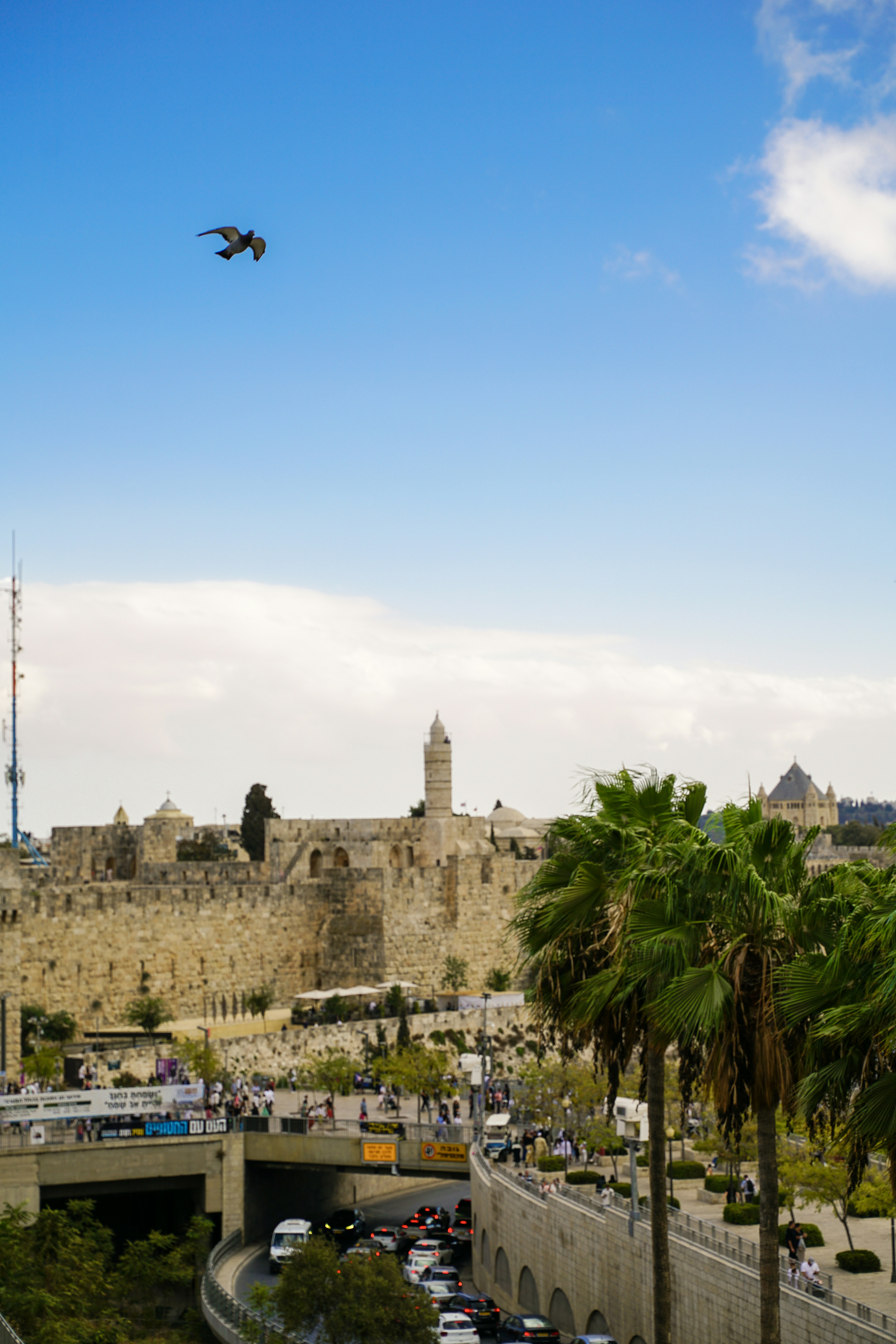 Bird over the ancient wall: city below and palm trees reaching toward a blue sky