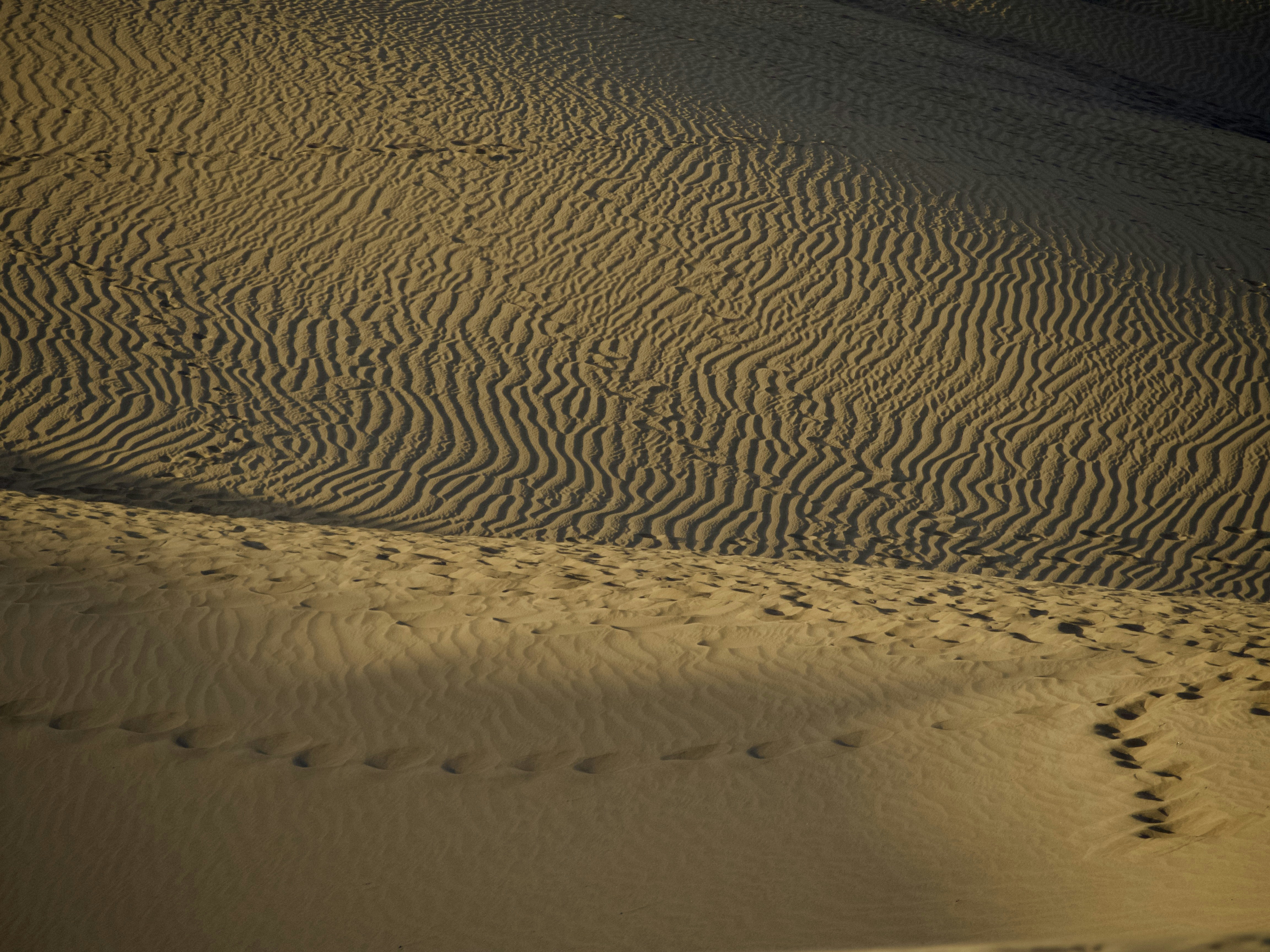 Golden Ripples: A Quiet Echo Across Desert Dunes