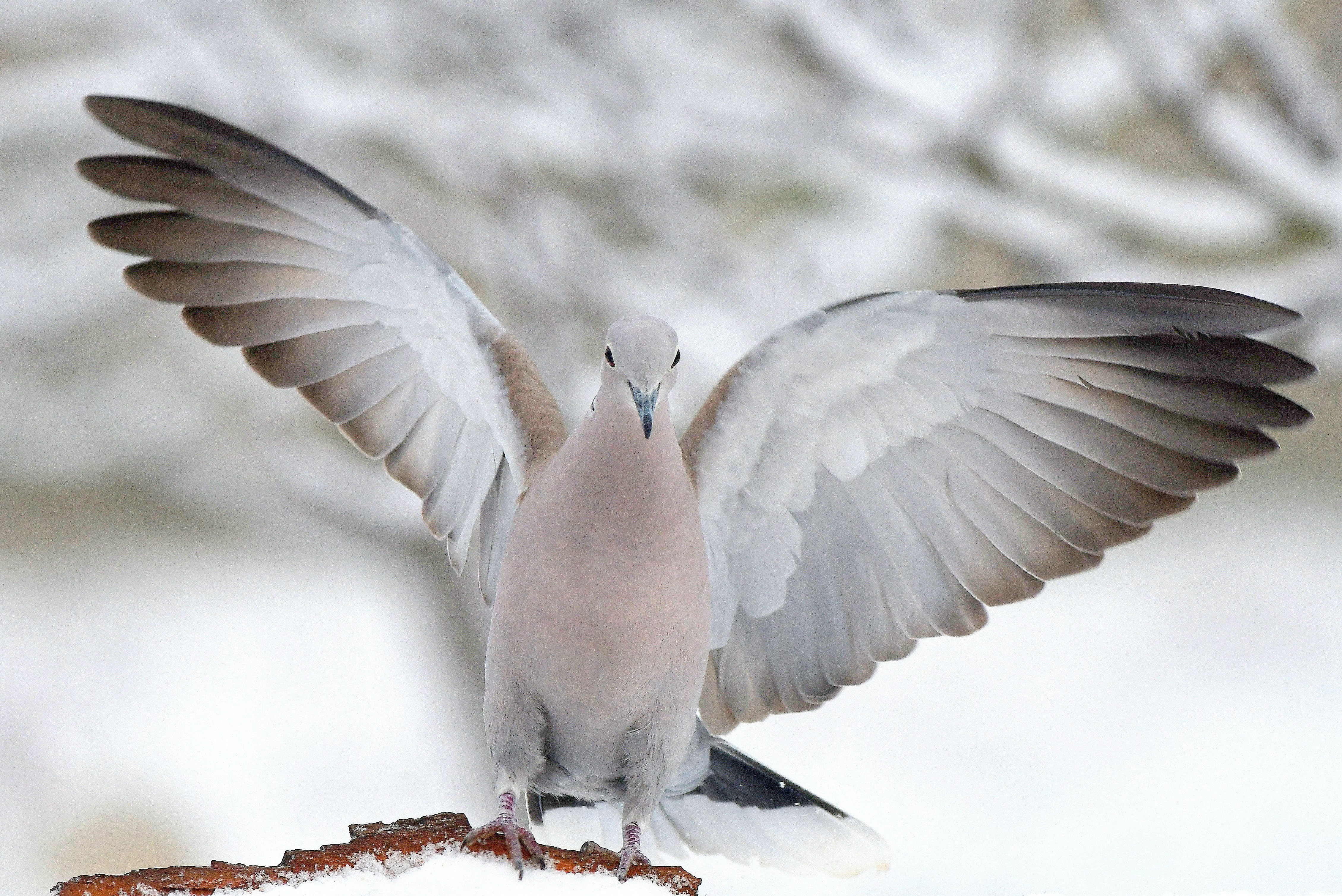Graceful Gull: Wingspan On Snowlit Stand