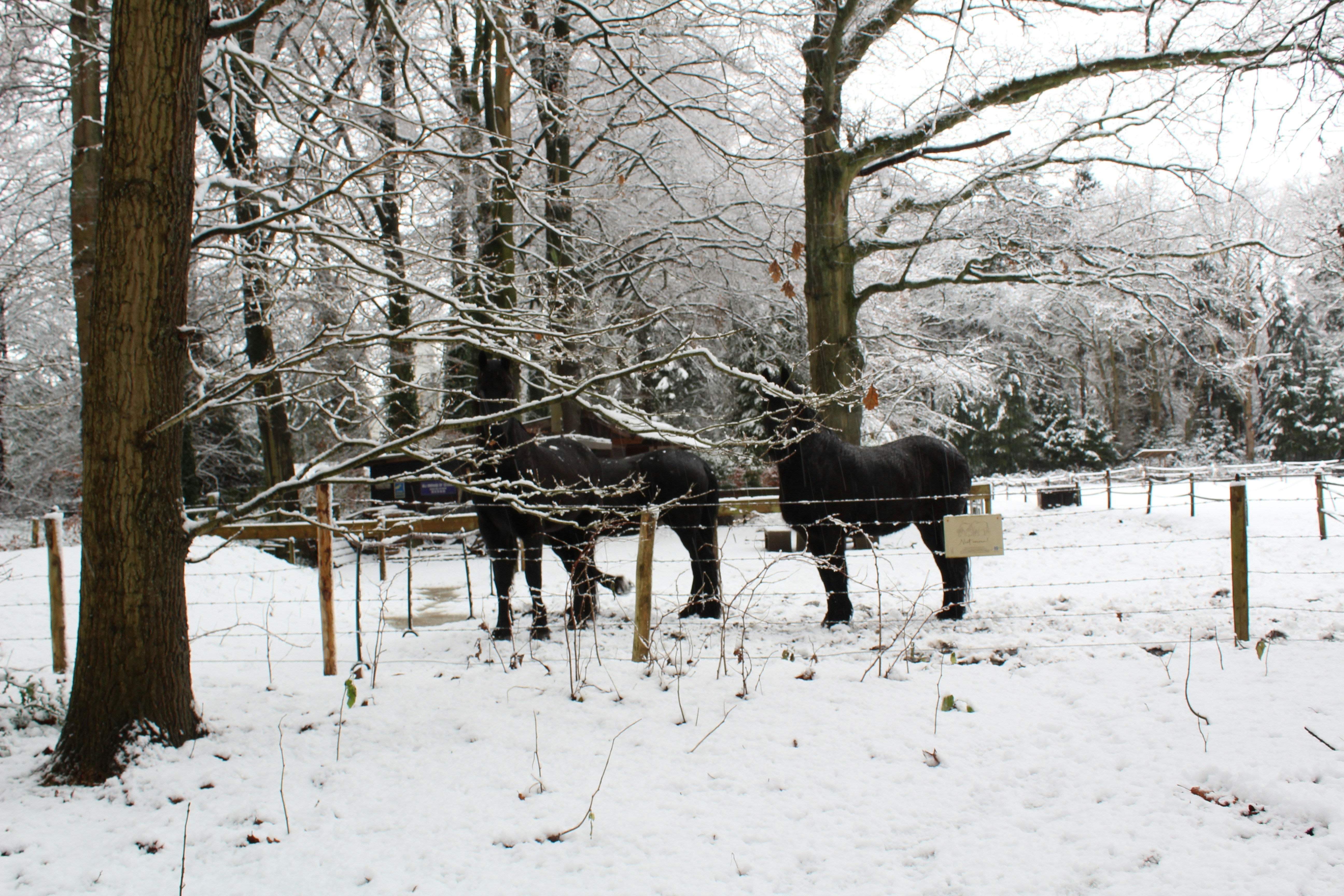 Winter Pasture Portrait: A Trio of Horses in Fresh Snow