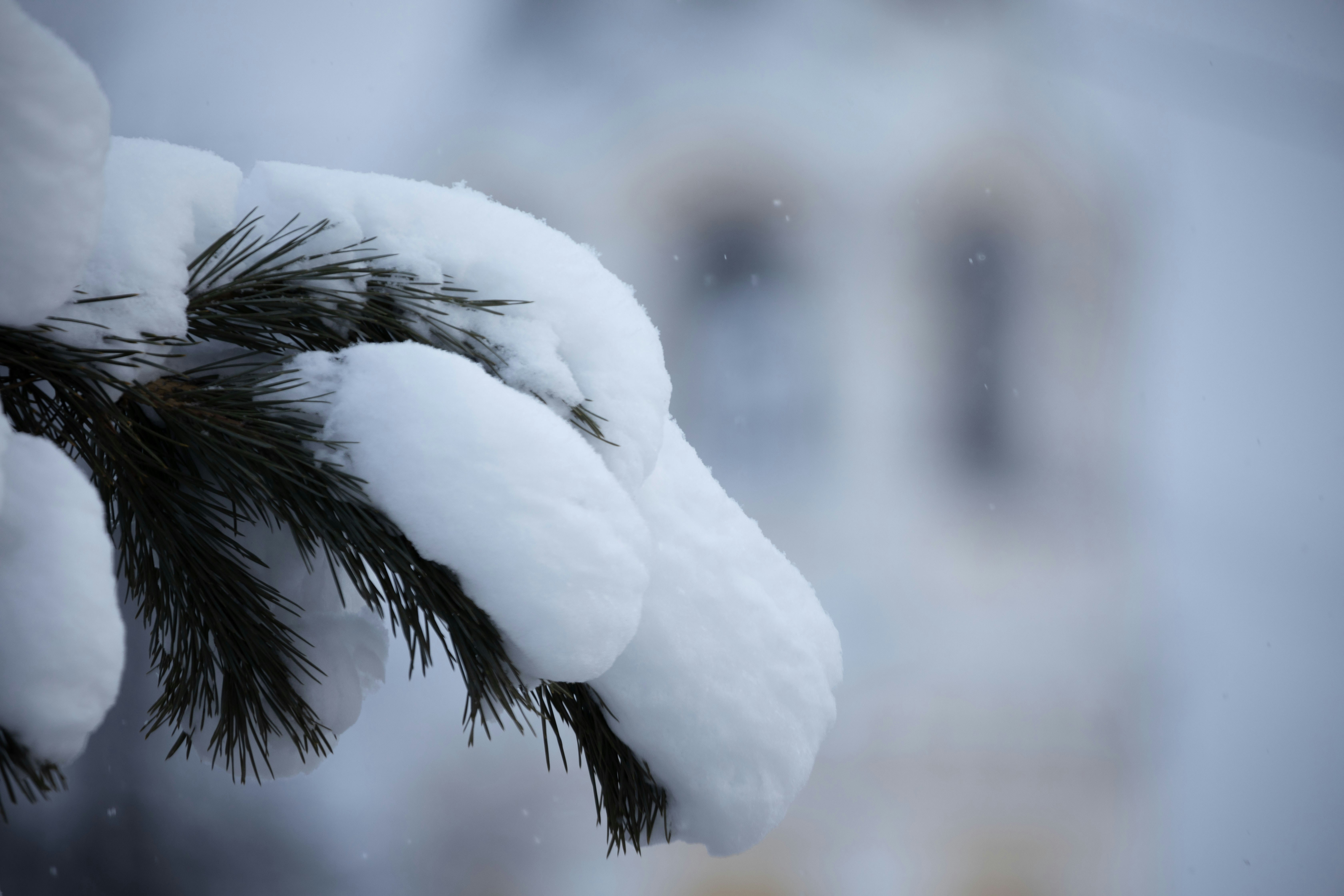 Snow-Curled Pine: Close-Up of Winter’s Soft Embrace