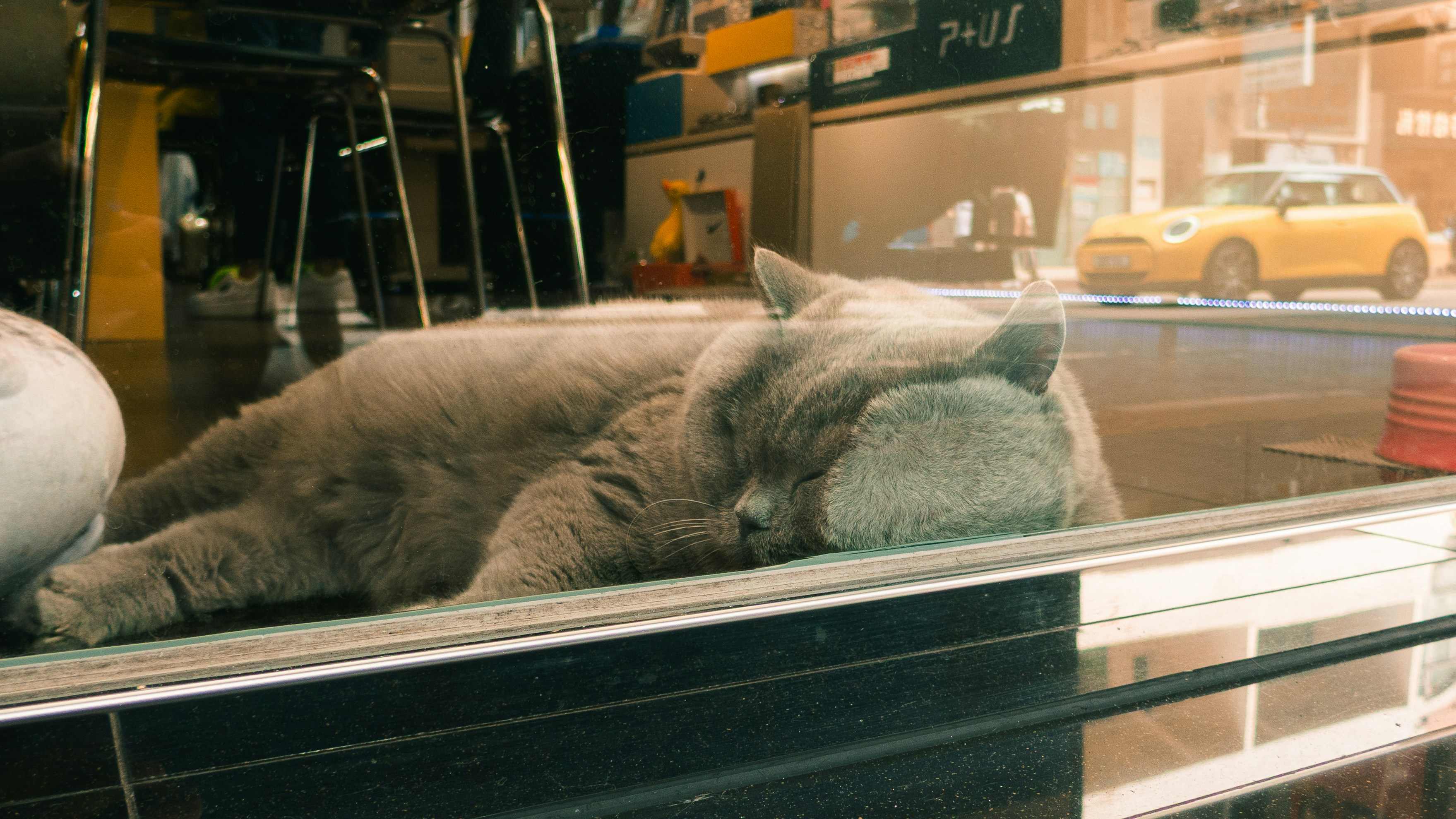 A fluffy grey British Shorthair enjoys a deep slumber, pressed comfortably against the glass of a street-level shop window. The window pane creates a captivating visual layer, reflecting the busy street outside where a bright yellow Mini Cooper is captured driving past. This serene moment juxtaposes the calm, oblivious demeanor of the shop cat with the vibrant, moving energy of the city reflected just inches away.