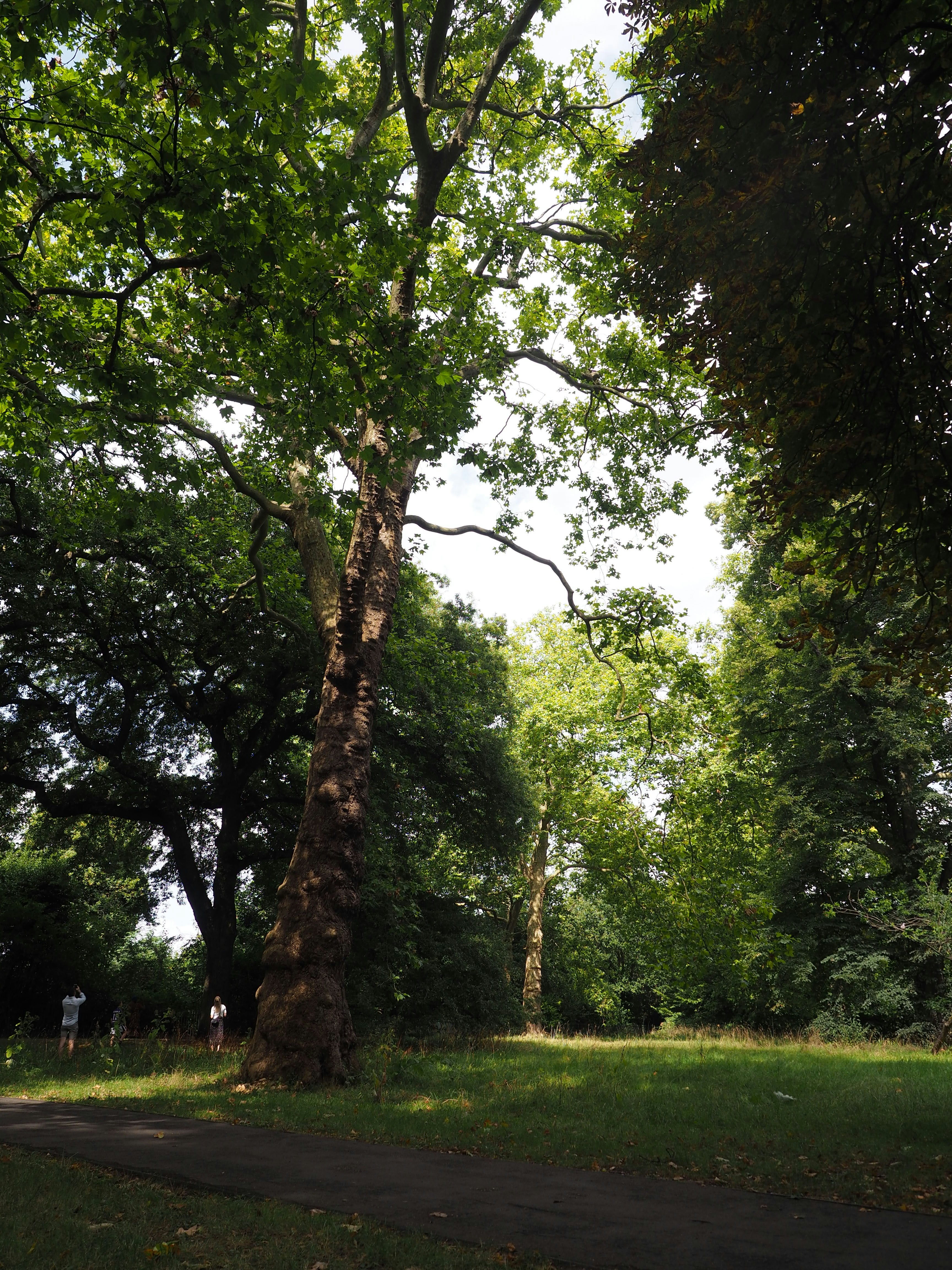 Towering Oak Canopy over a Quiet Park Path
