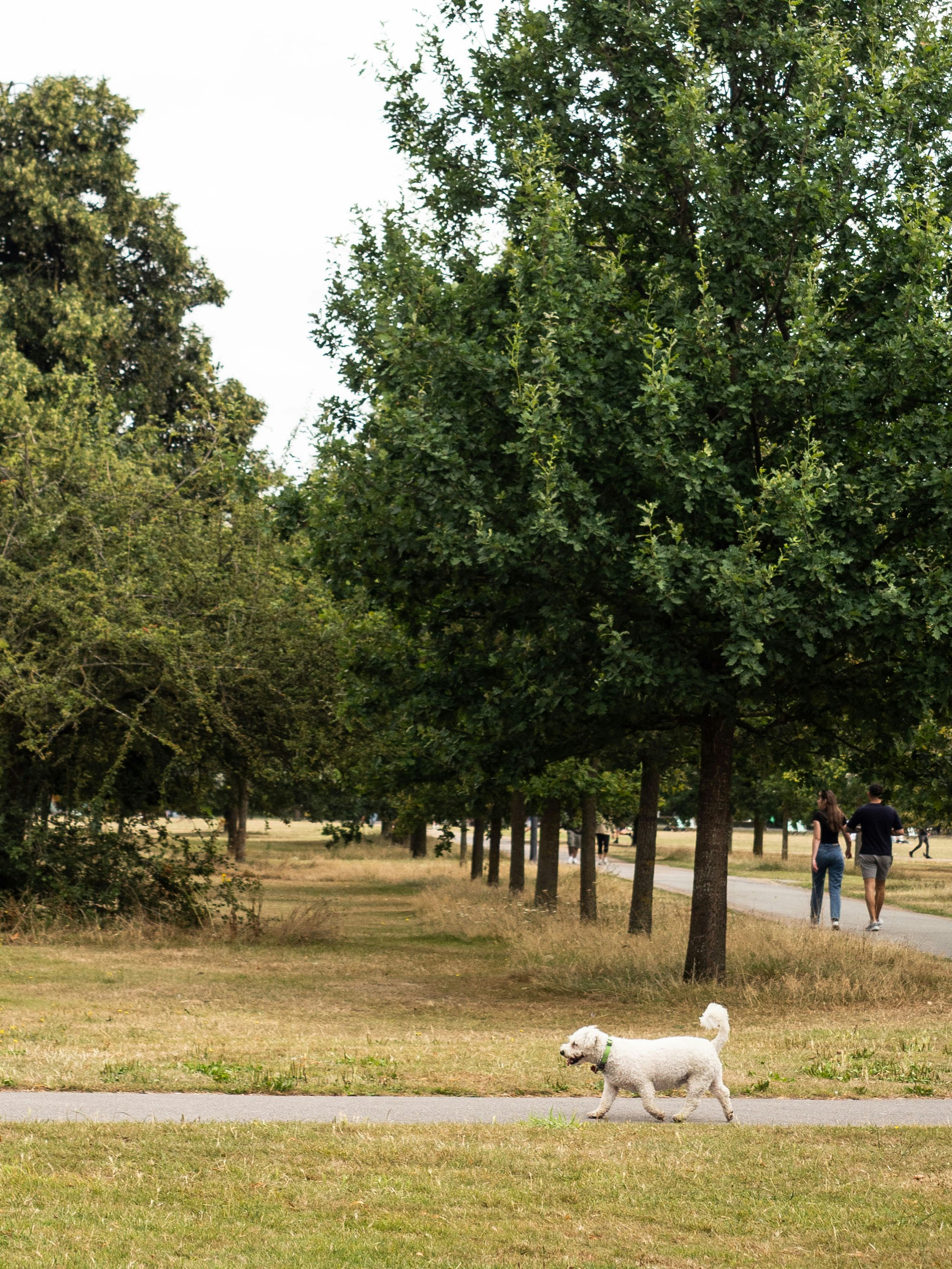 Strolling with a White Tail: A Dog’s Calm in the Park