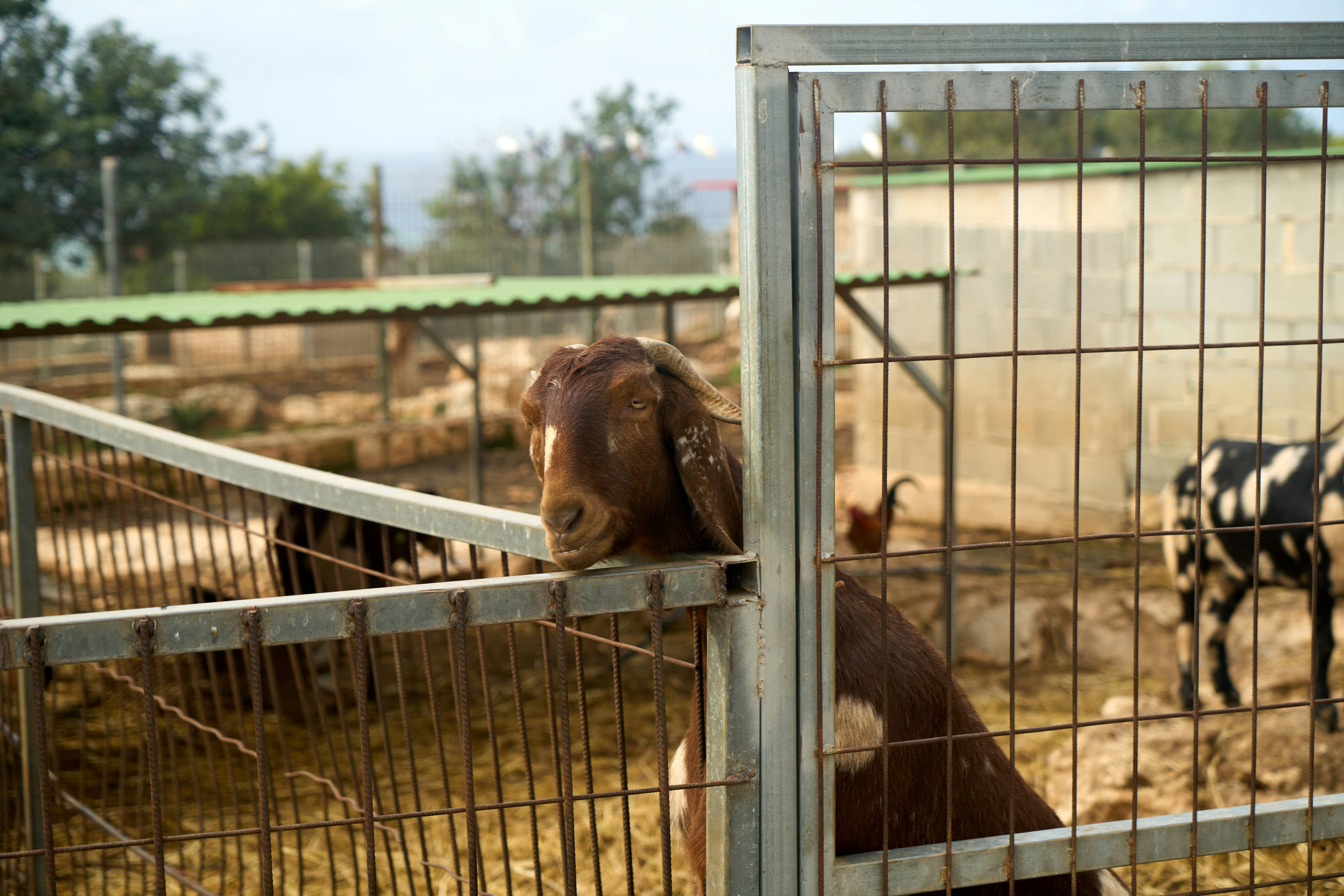 Curious Goat at the Farm Gate
