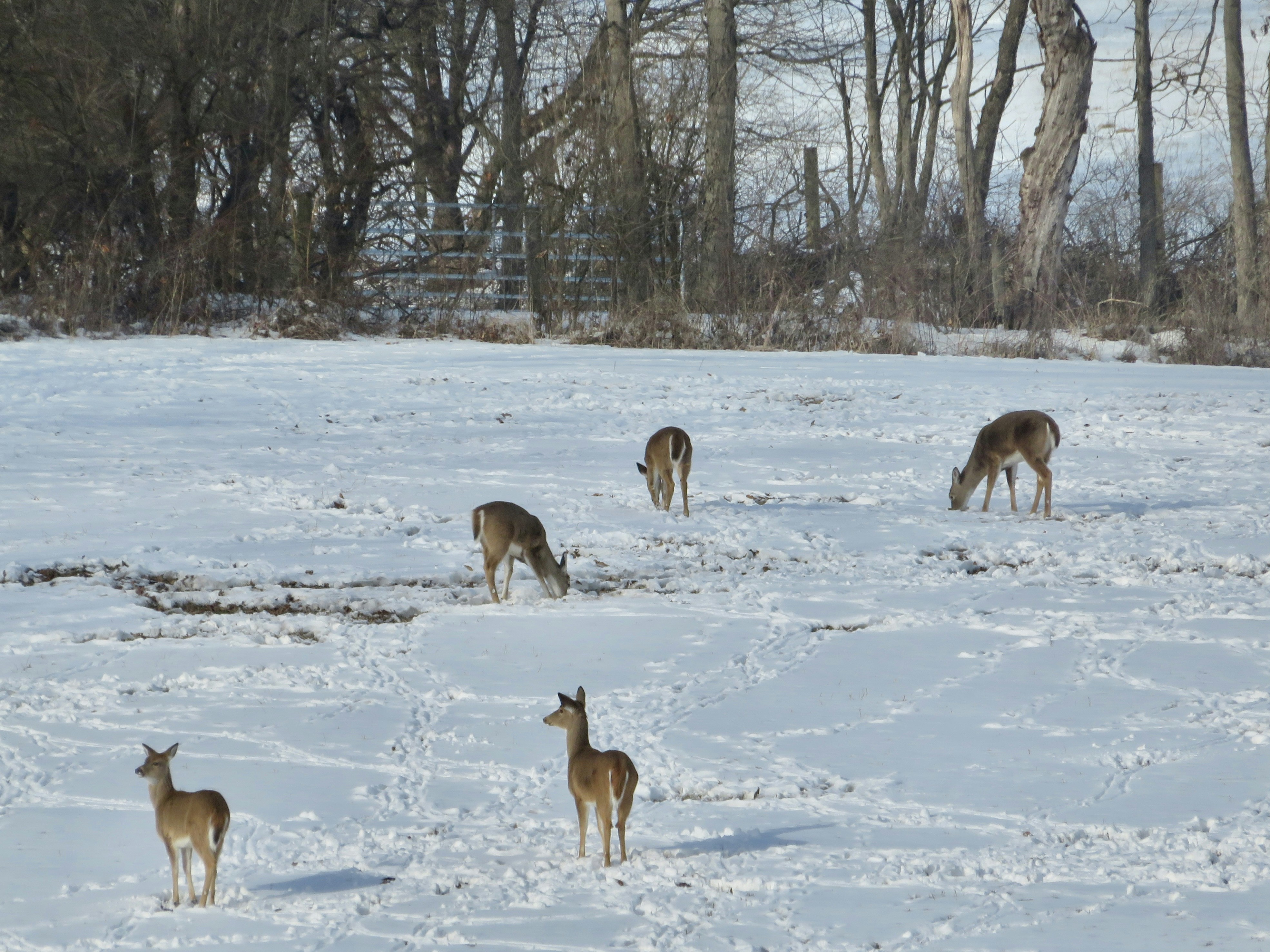 View from my deck in Pennsylvania