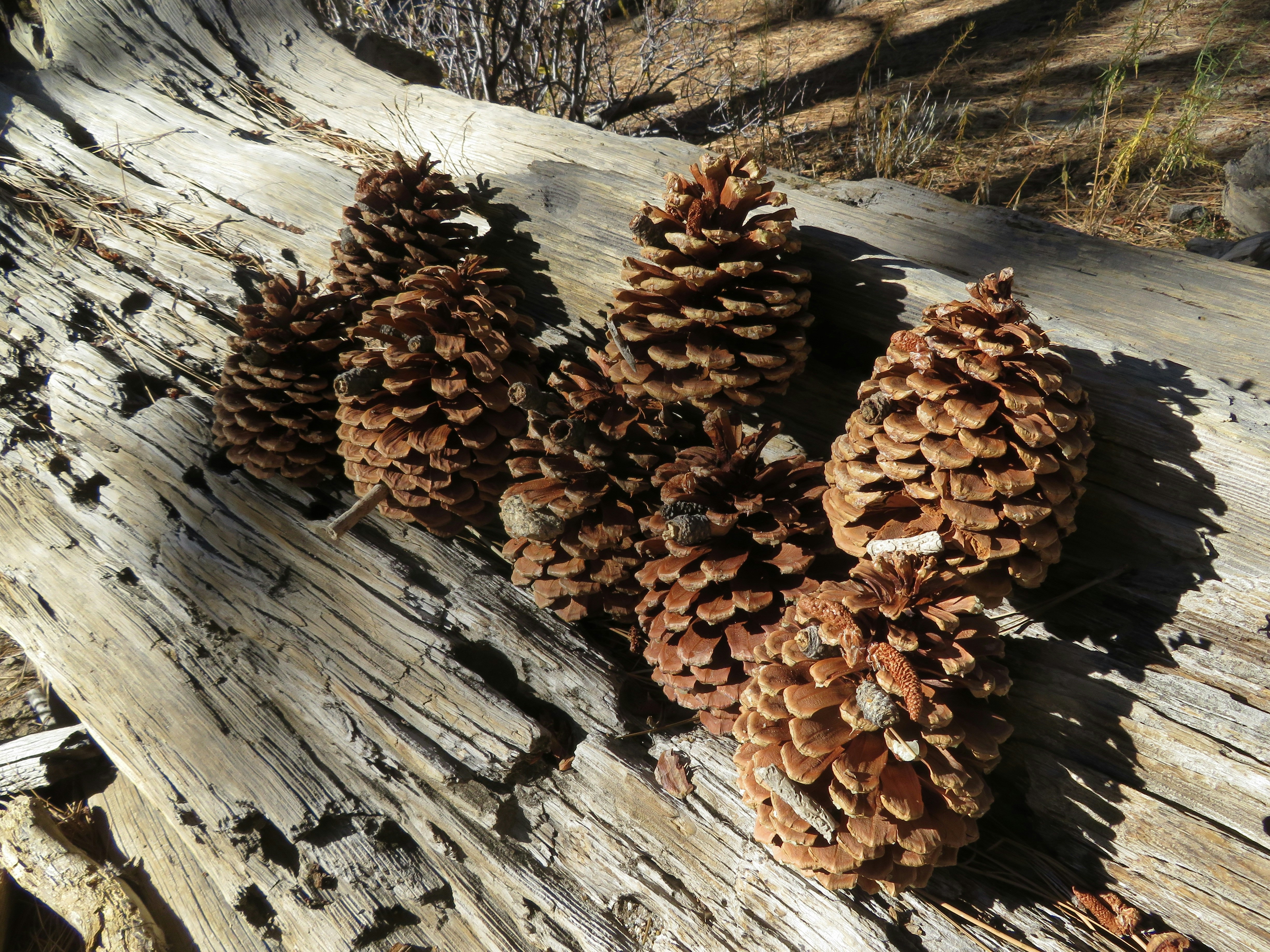 Pinecones resting on a weathered log.