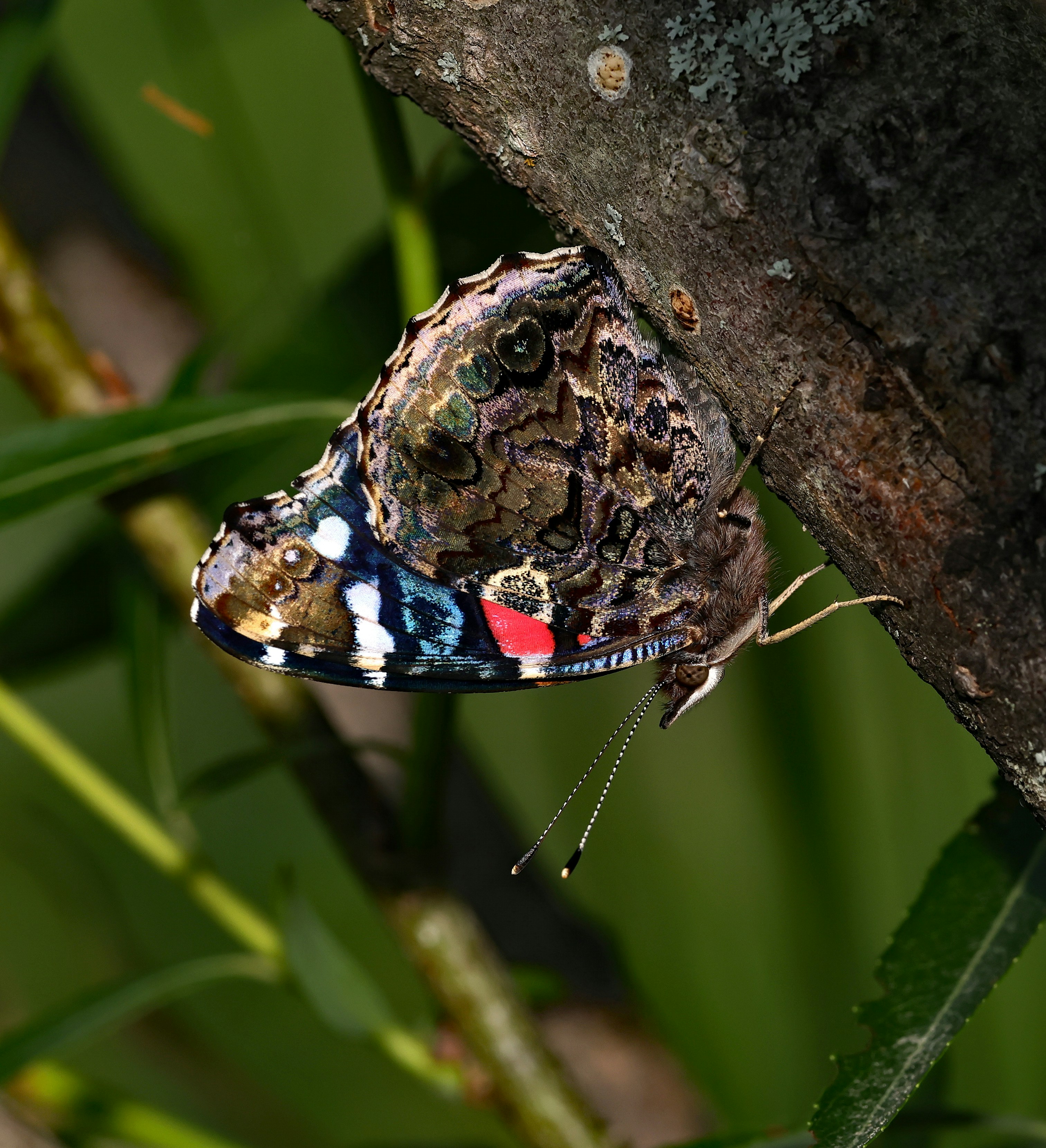 Pipevine Swallowtail on a Mossy Branch