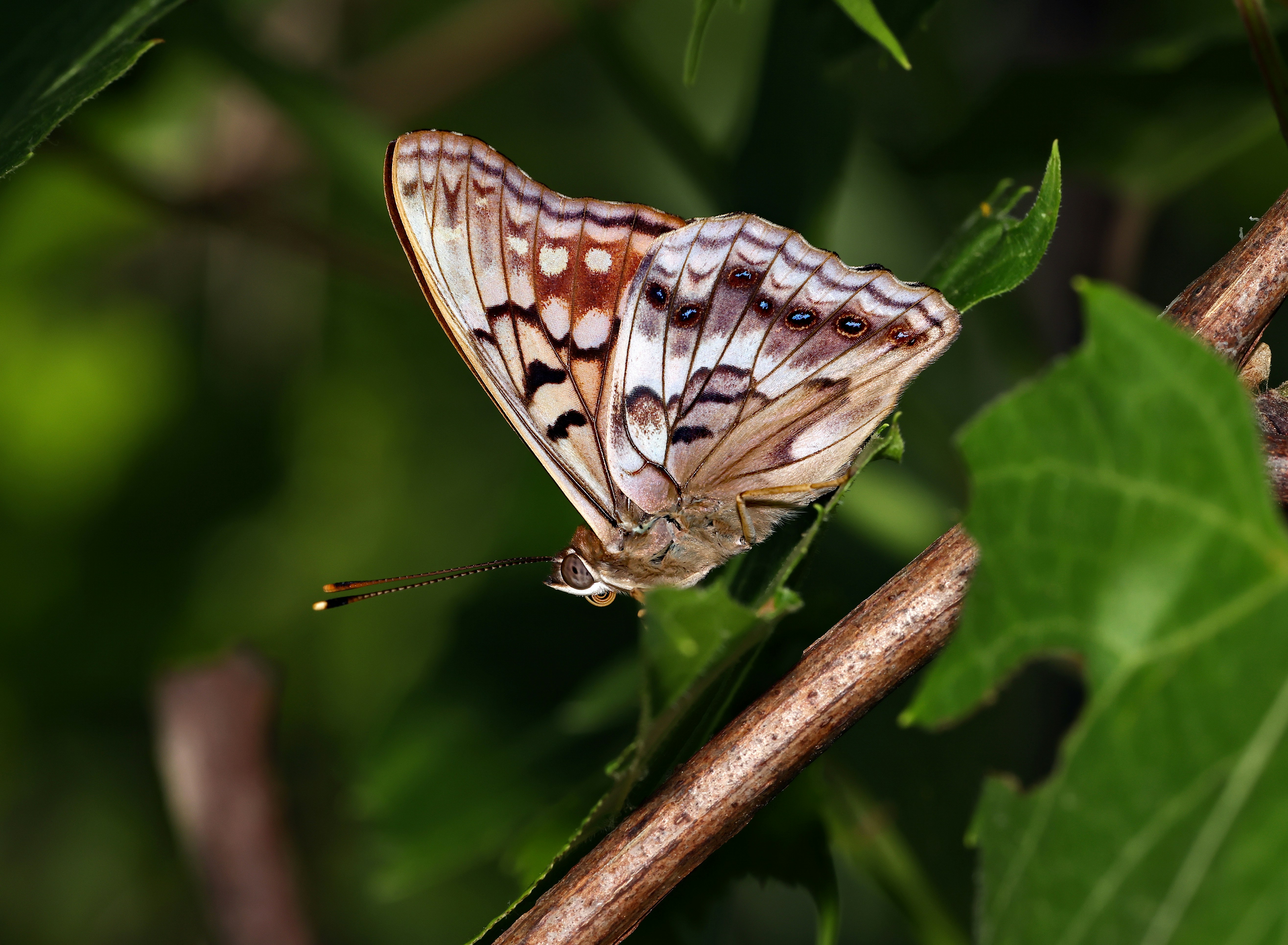 Butterfly on a Twig: intricate wing pattern in midday greens