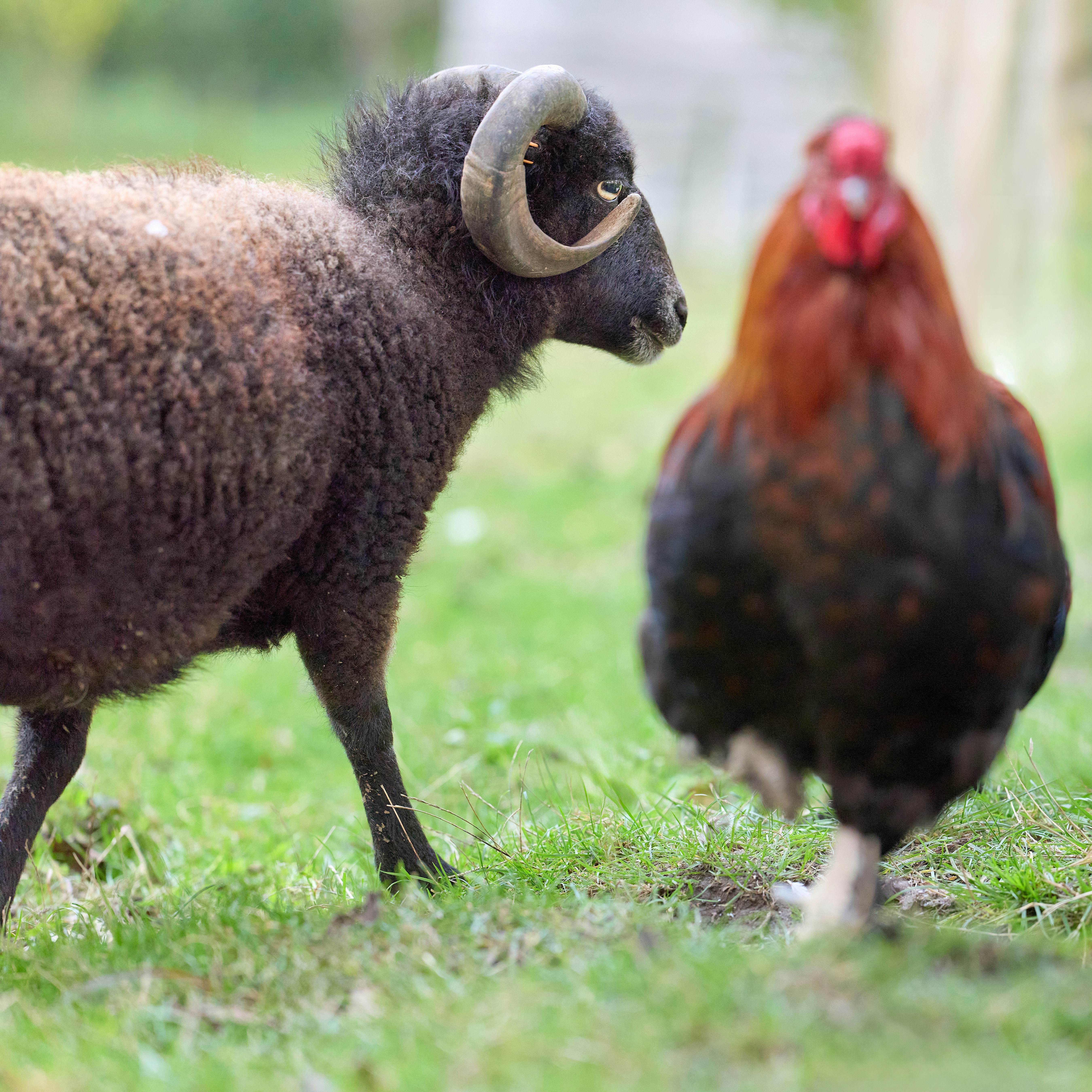 Standoff in the Pasture: Curled Horn and Red Rooster