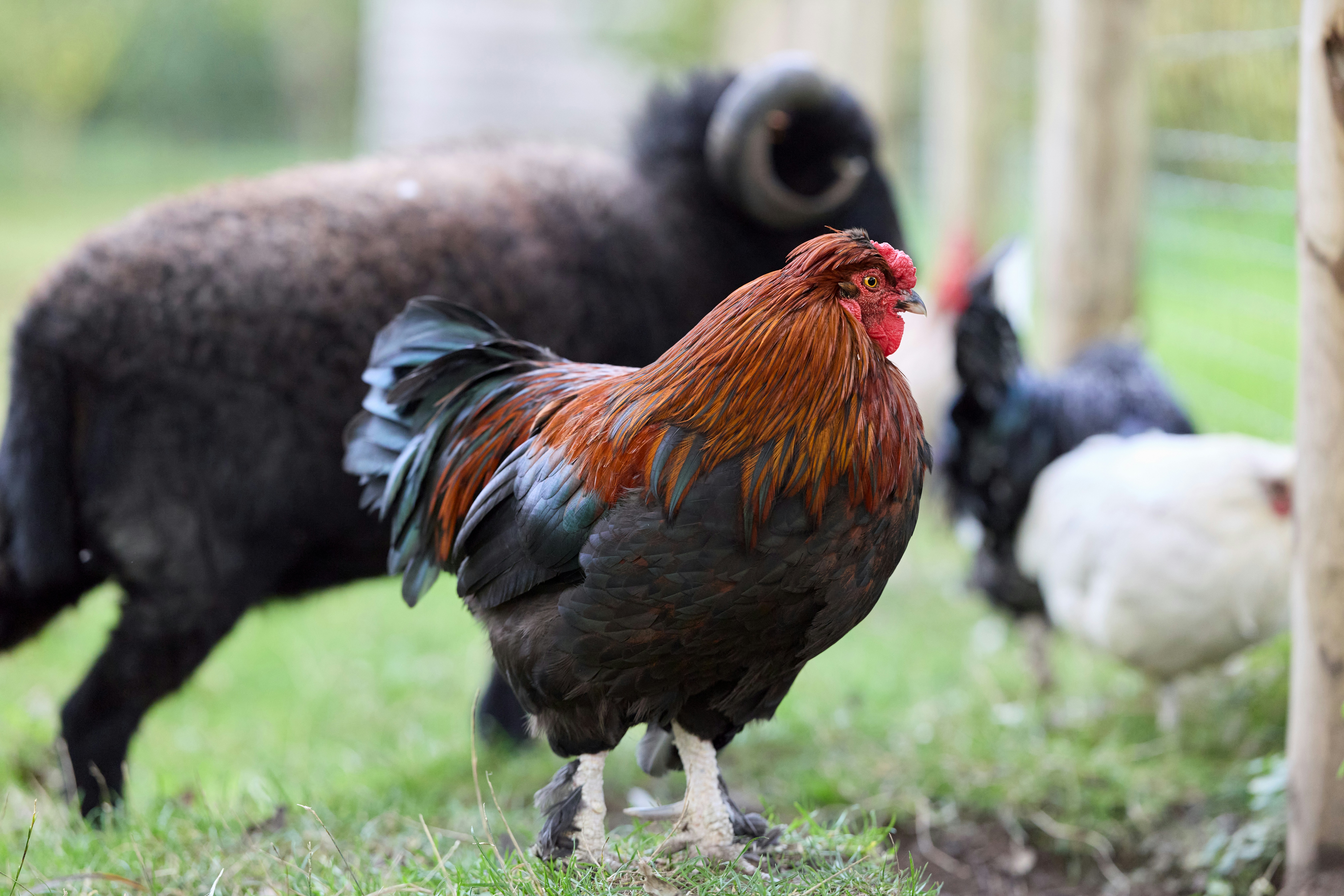 Rooster in the Farmyard Spotlight