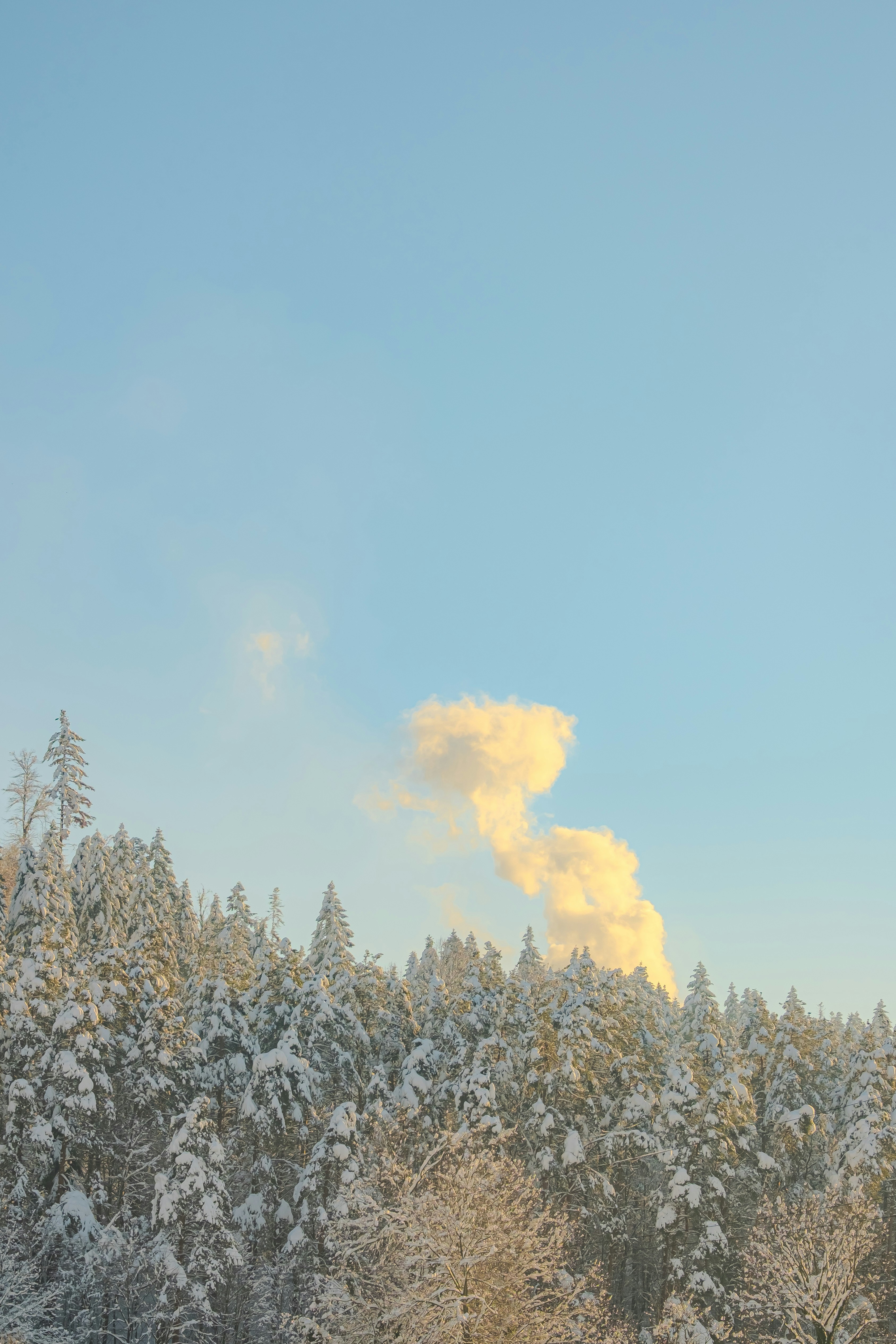 Snow-Blanketed Pines under a Clear Morning Sky
