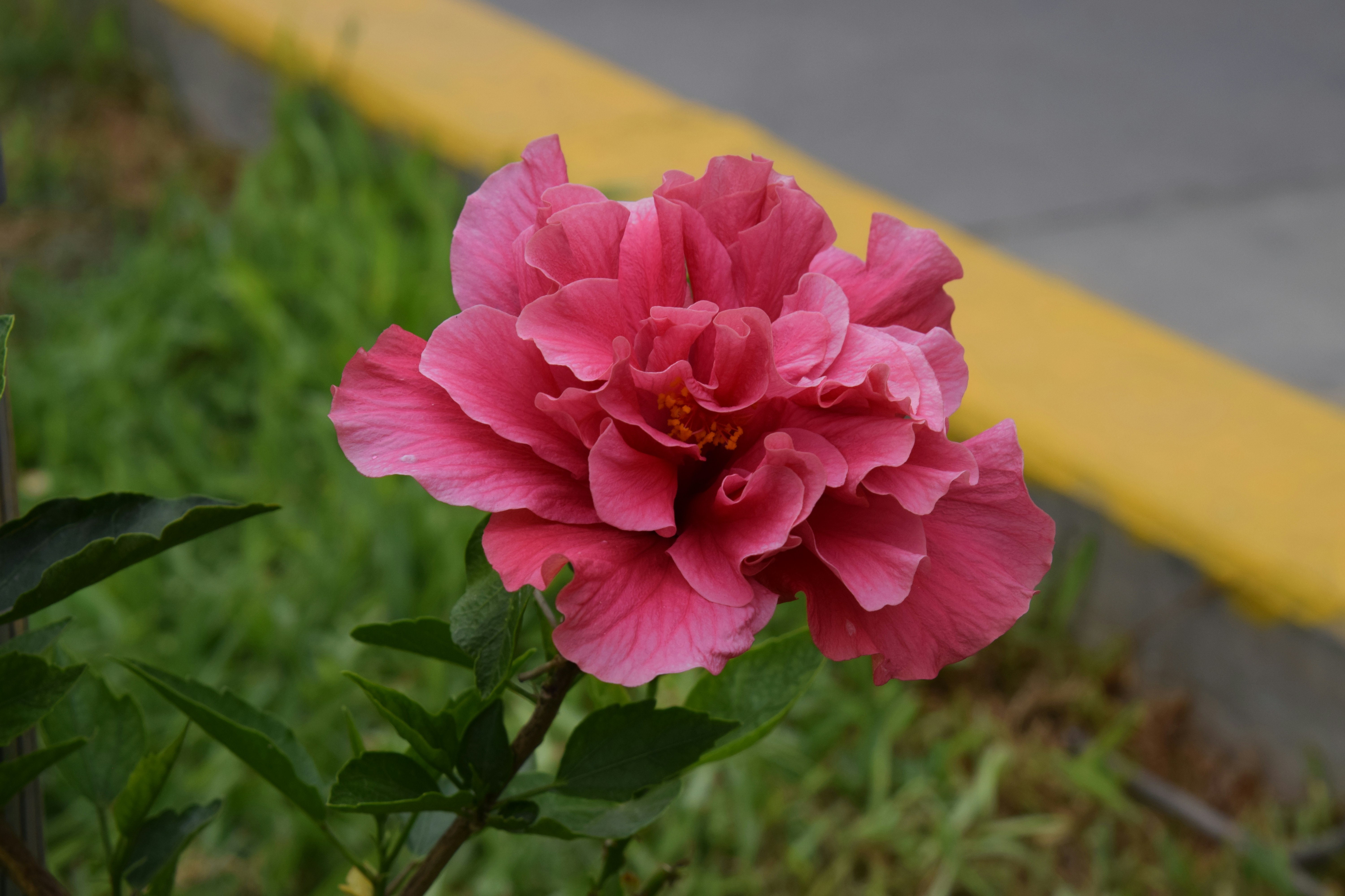 Pink Hibiscus Against a Courtyard Veil