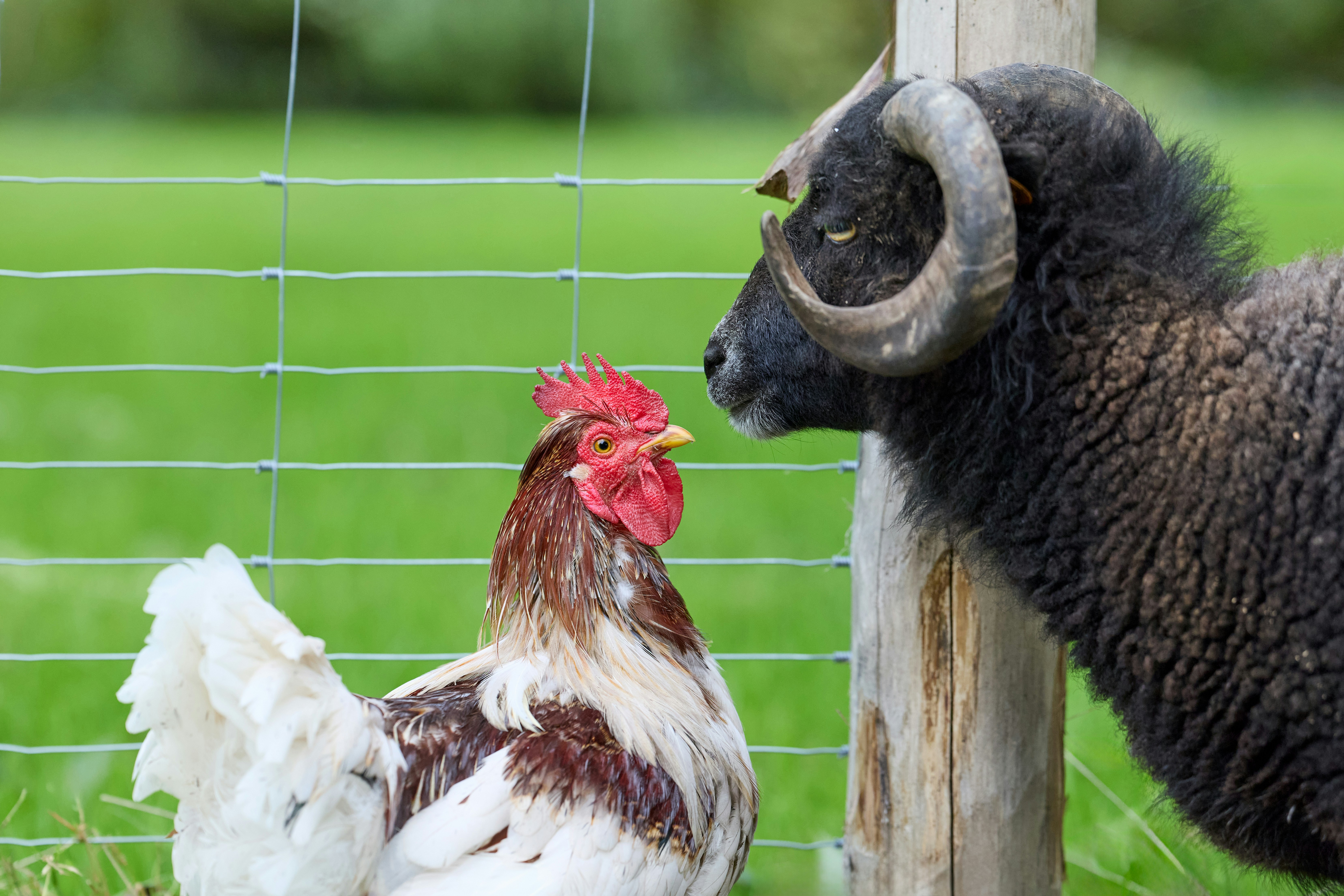 Standoff at the Fence: Rooster and Ram