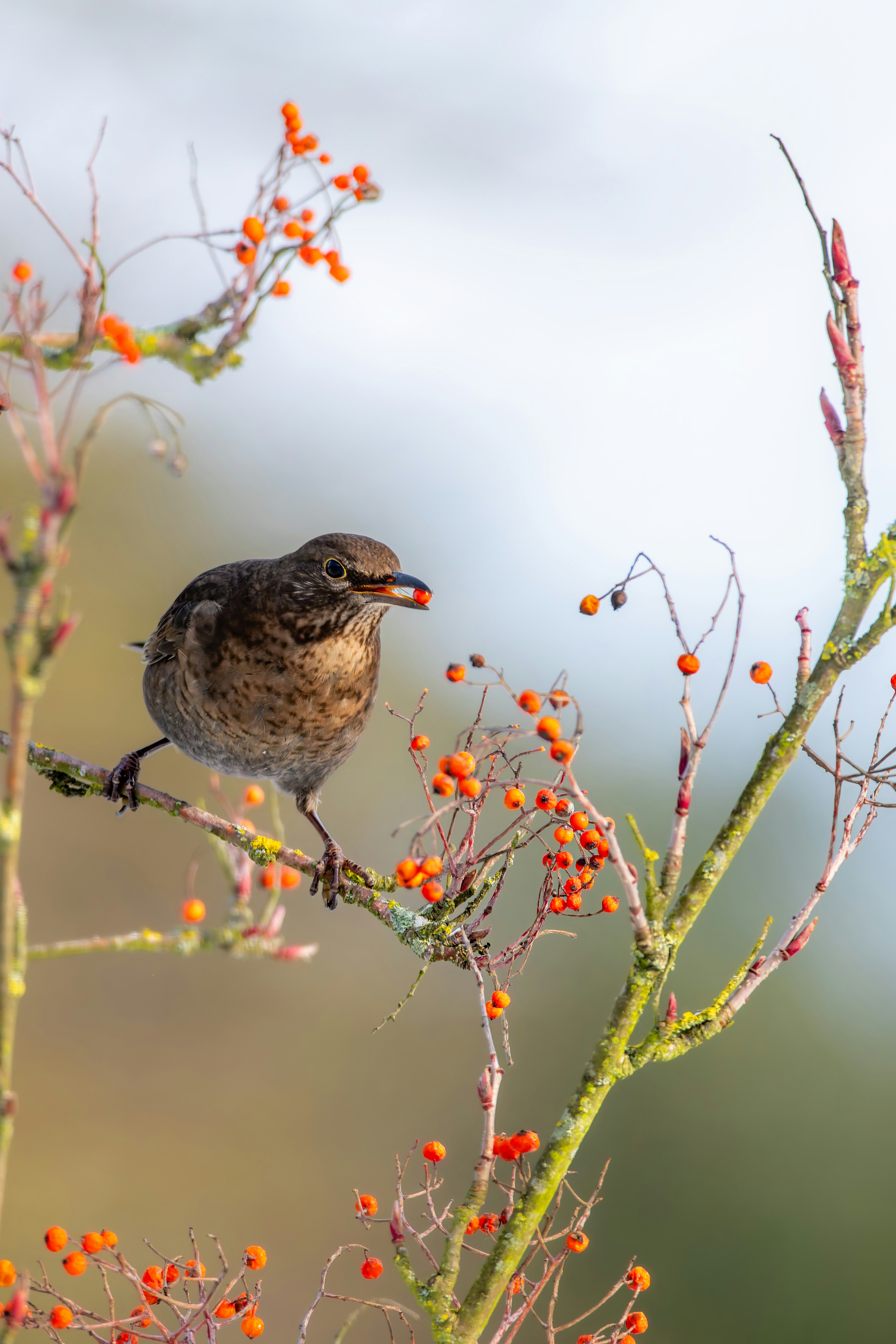Scarlet-berry Perch: A Song in Autumn Light