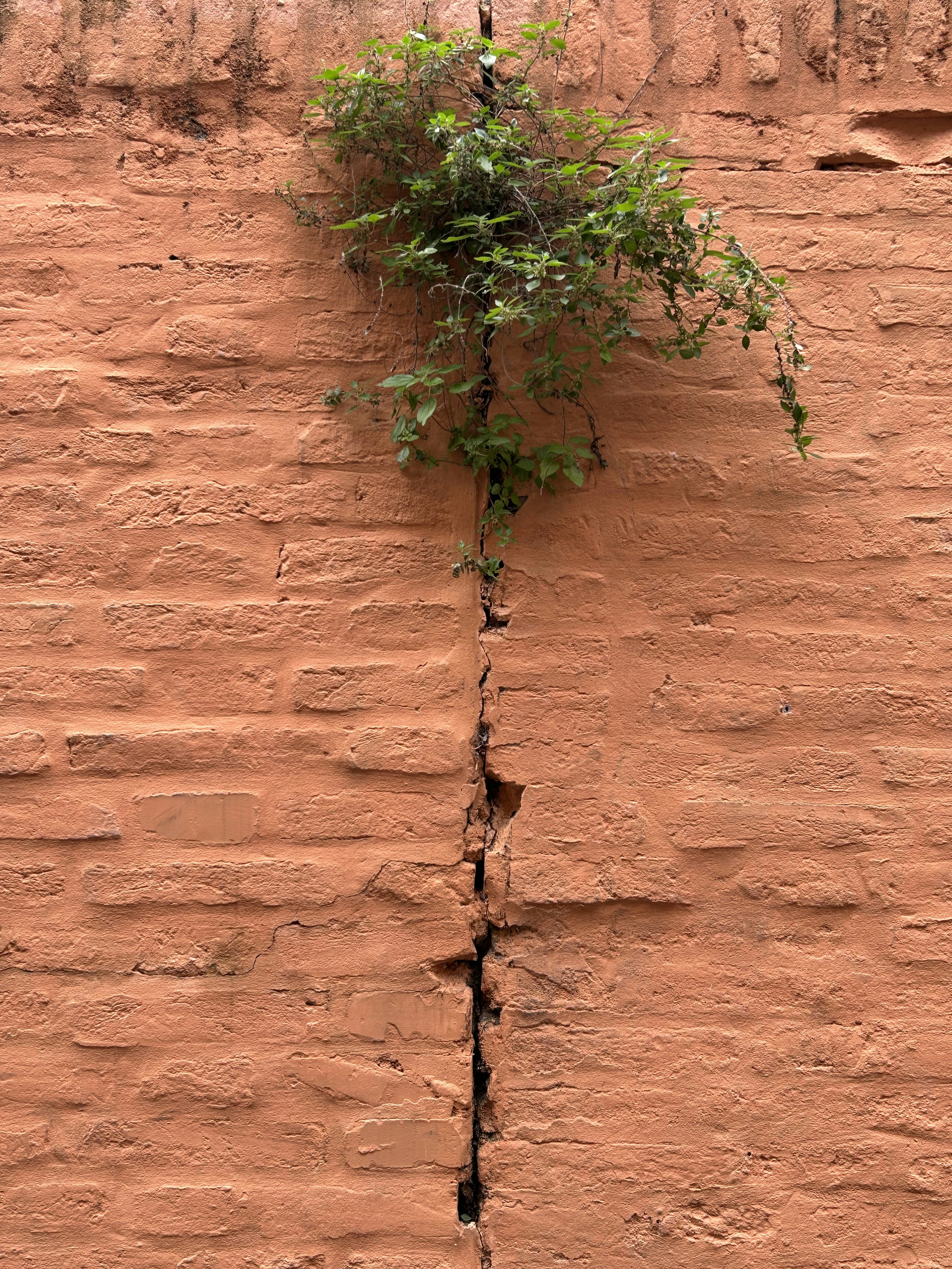 Crack in the Brick: A Green Resilience Rising Above the Vein