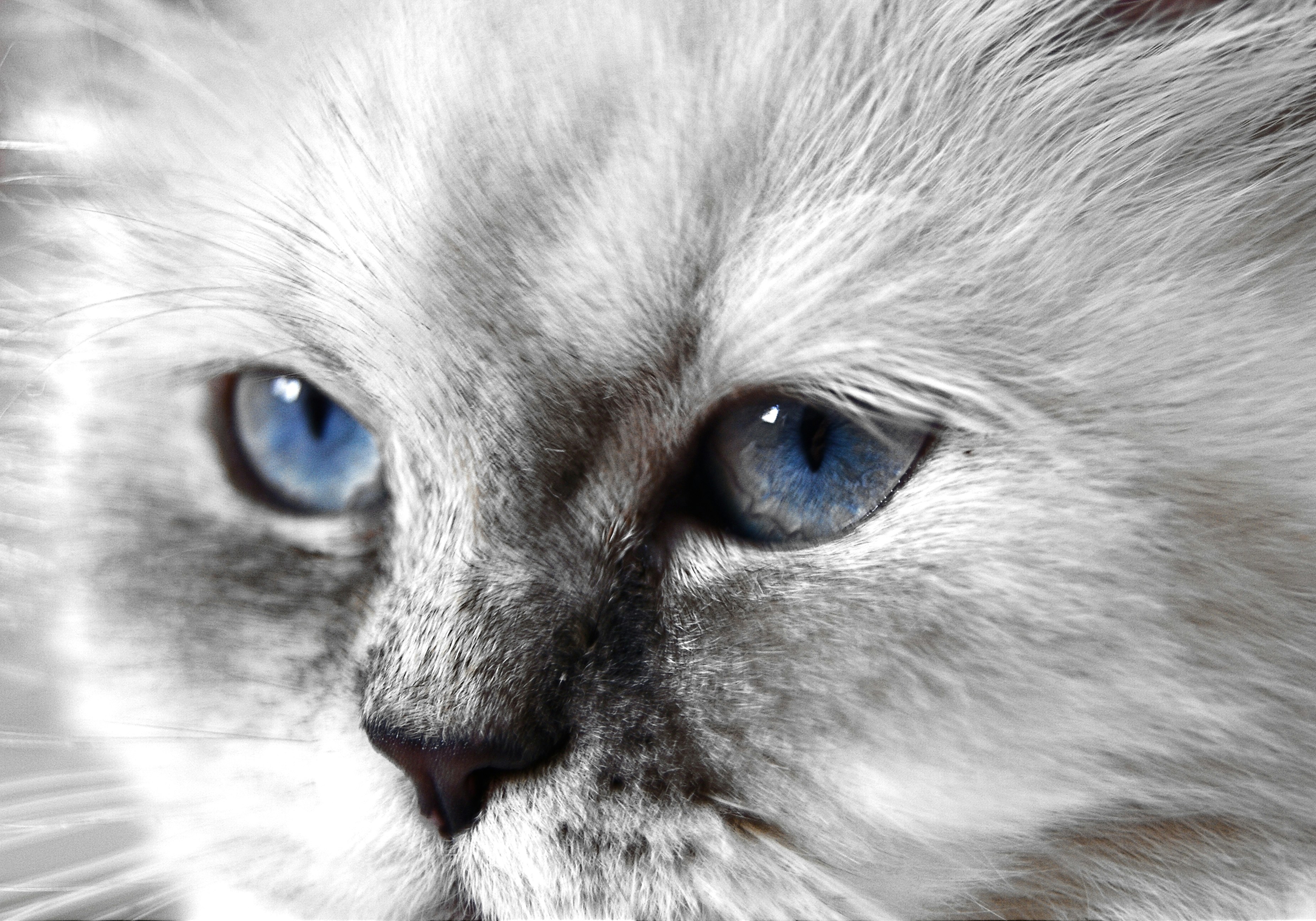 Close-up of a fluffy white cat's blue eyes.