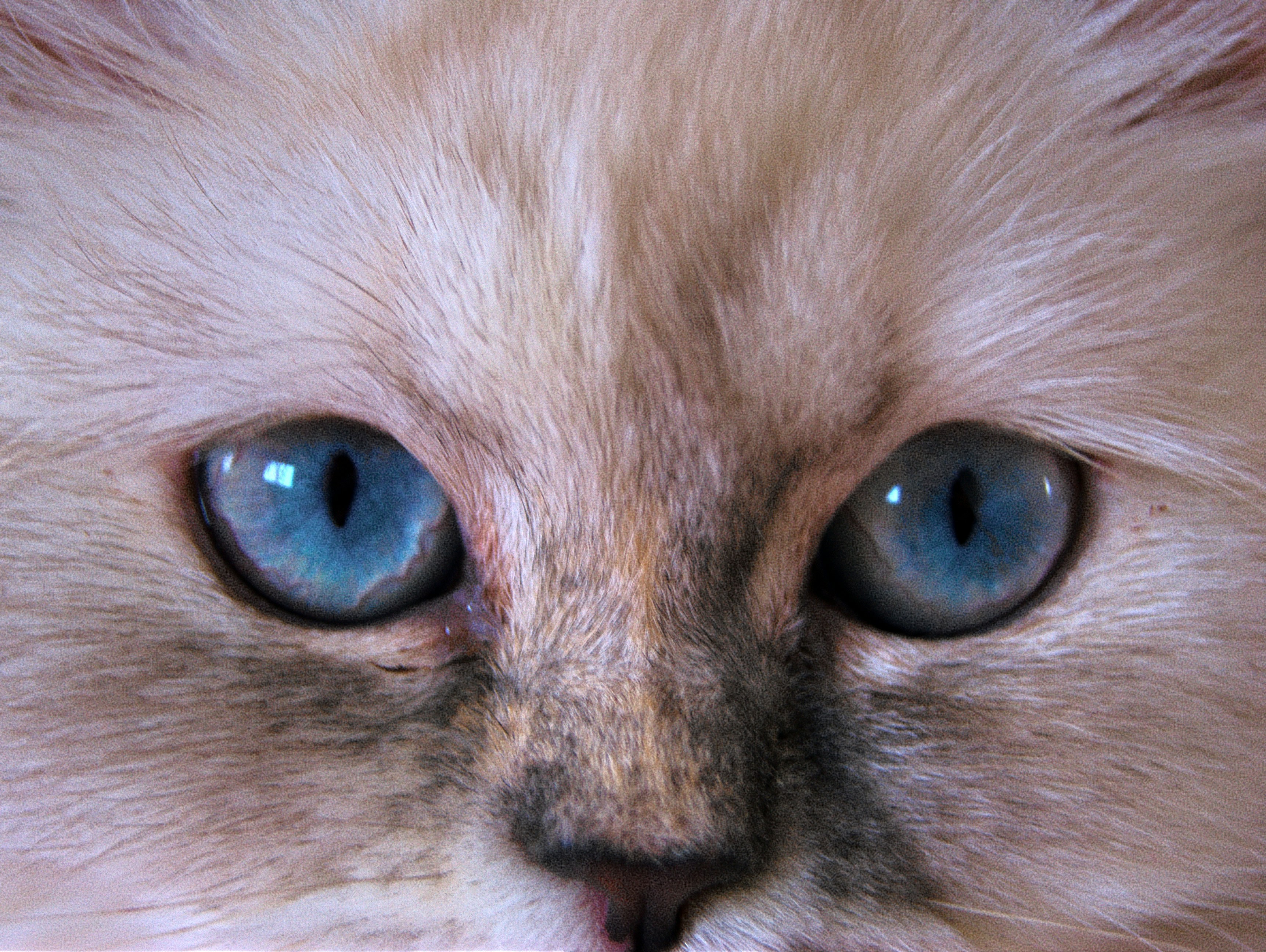 Close-up of a fluffy cat's bright blue eyes.