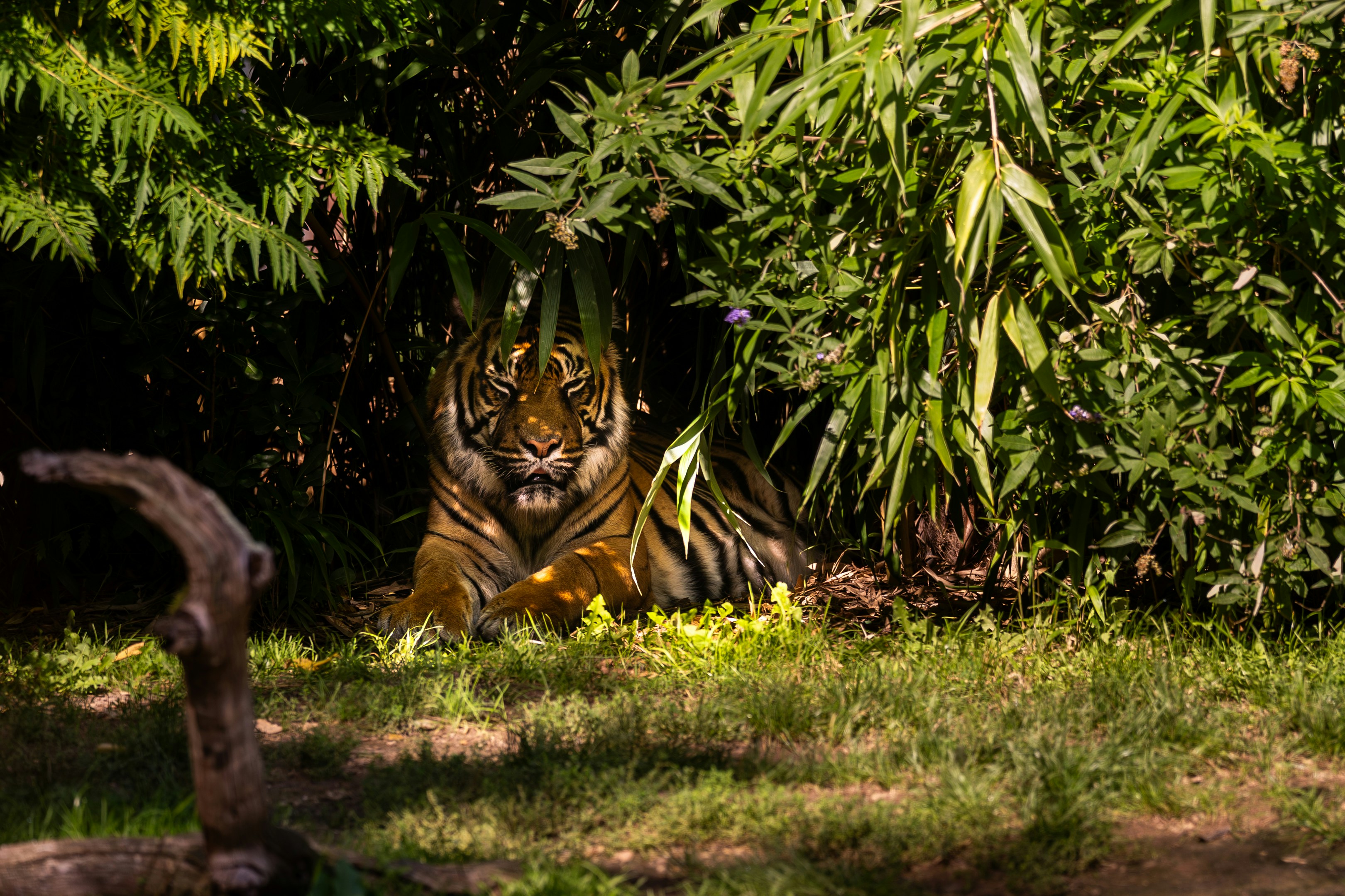 Tiger's Rest in the Dappled Shade