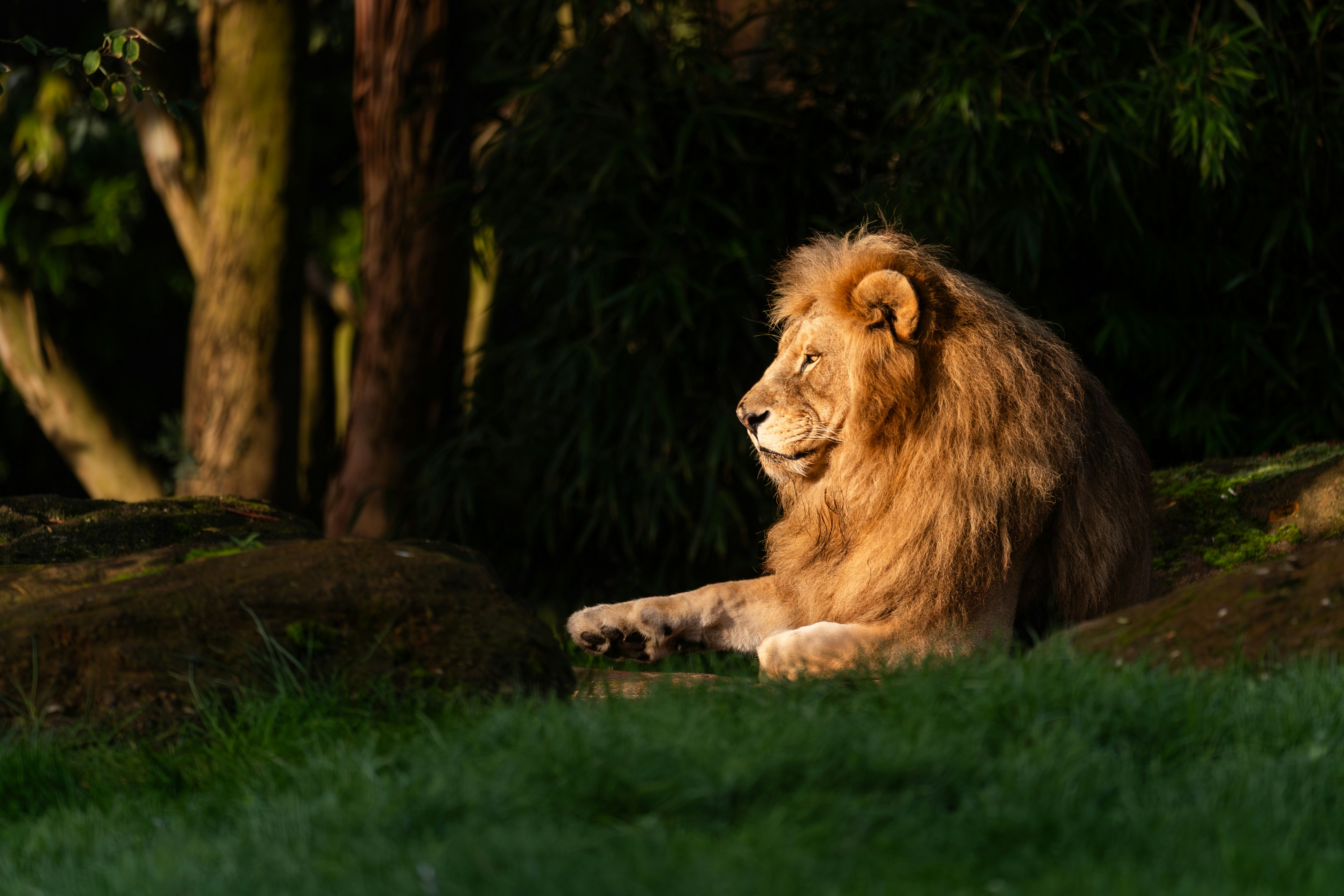 Majestic Recline: A King Resting in Dappled Shade