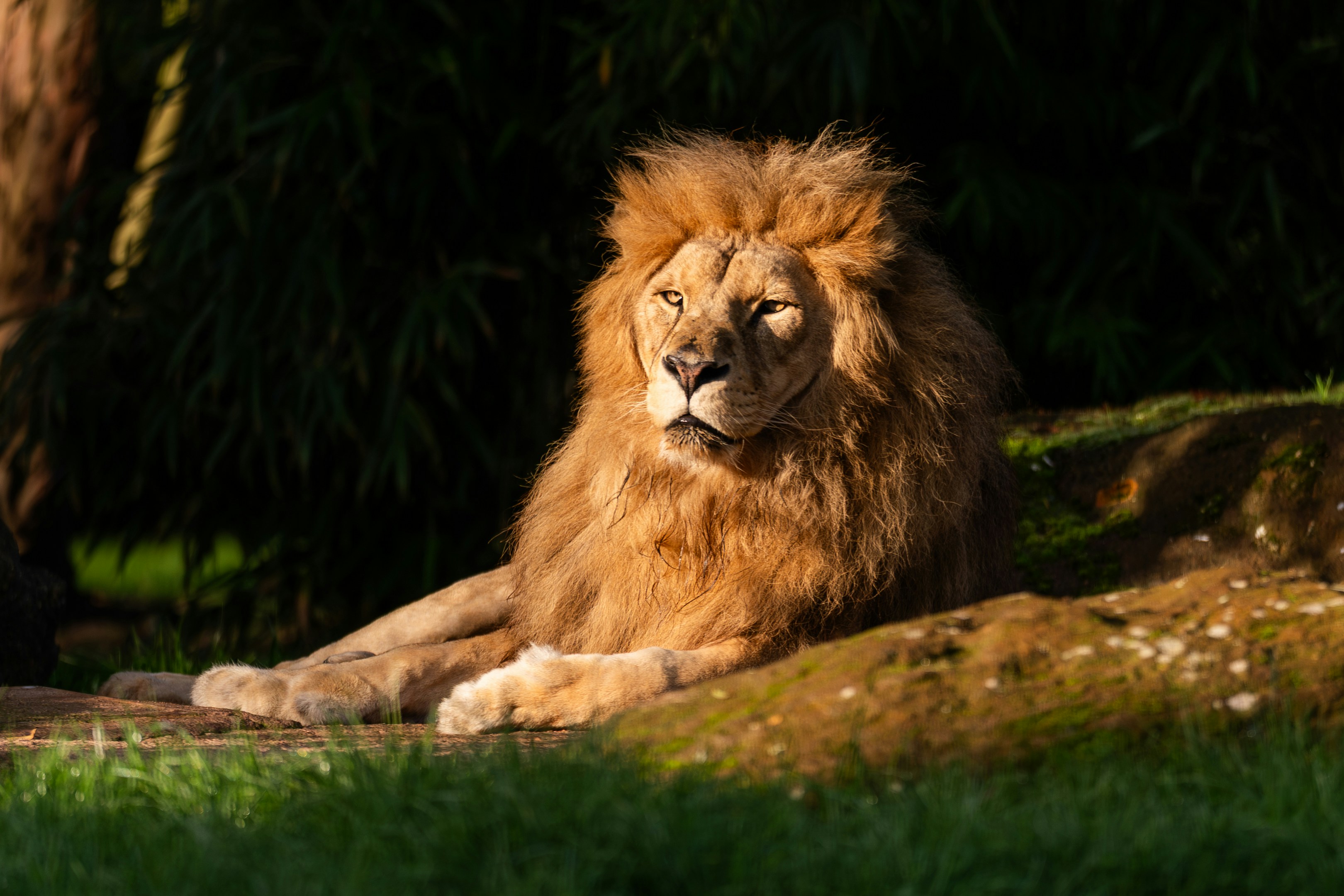 Regal Sedation: A Lion at Rest in Dappled Sunshine