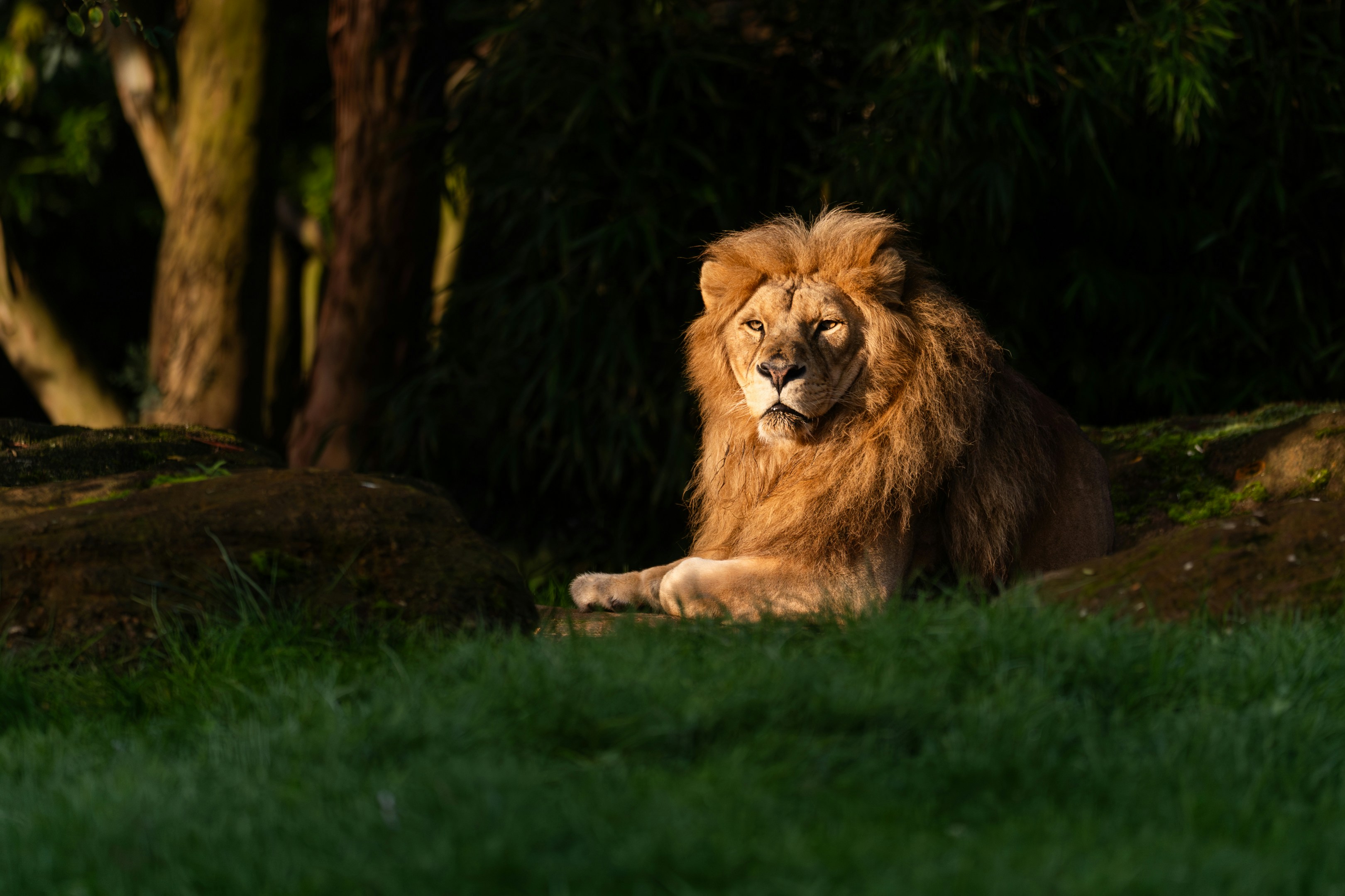 Regal Solitude: A Lion Reclines in Dappled Shade