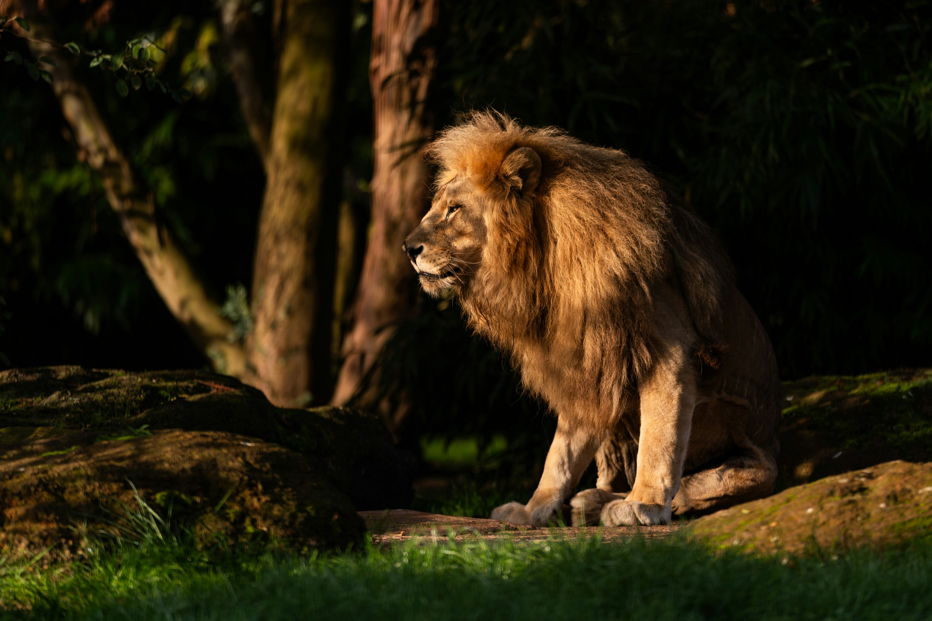 Majestic King at Dappled Edge