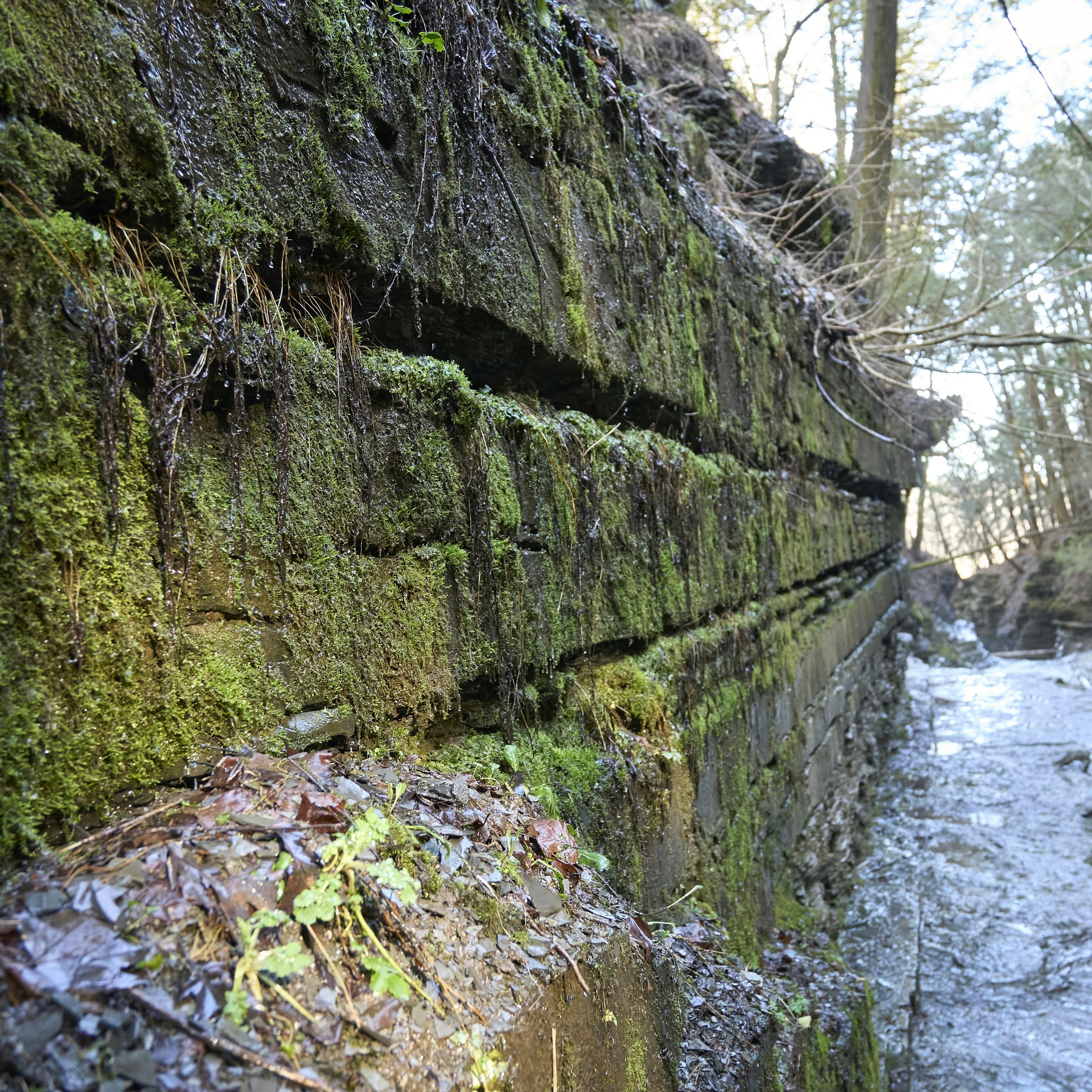 Moss-Cedared Wall by a Winter Stream