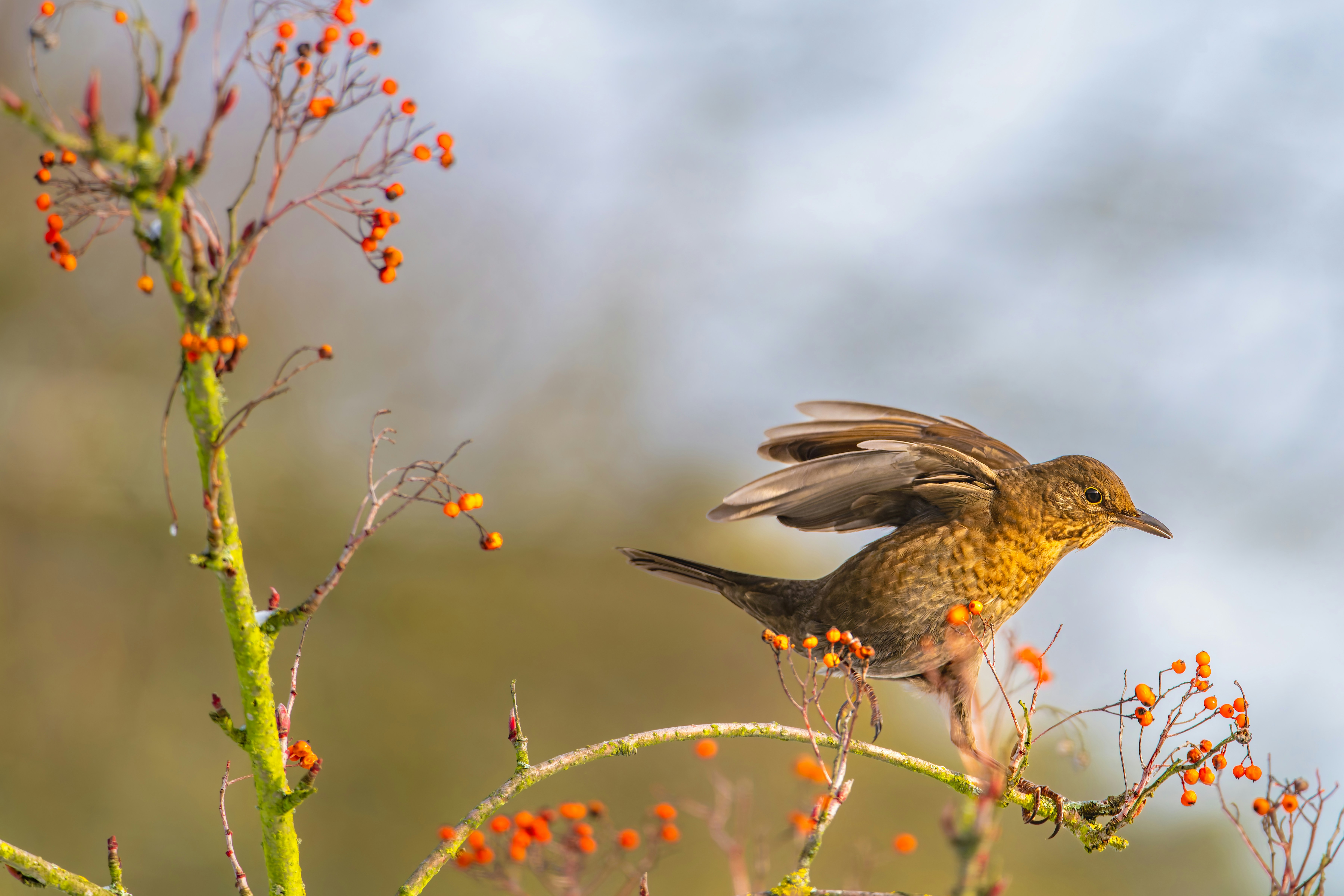 Perched Burst: A Ember Robin on Winter Branches