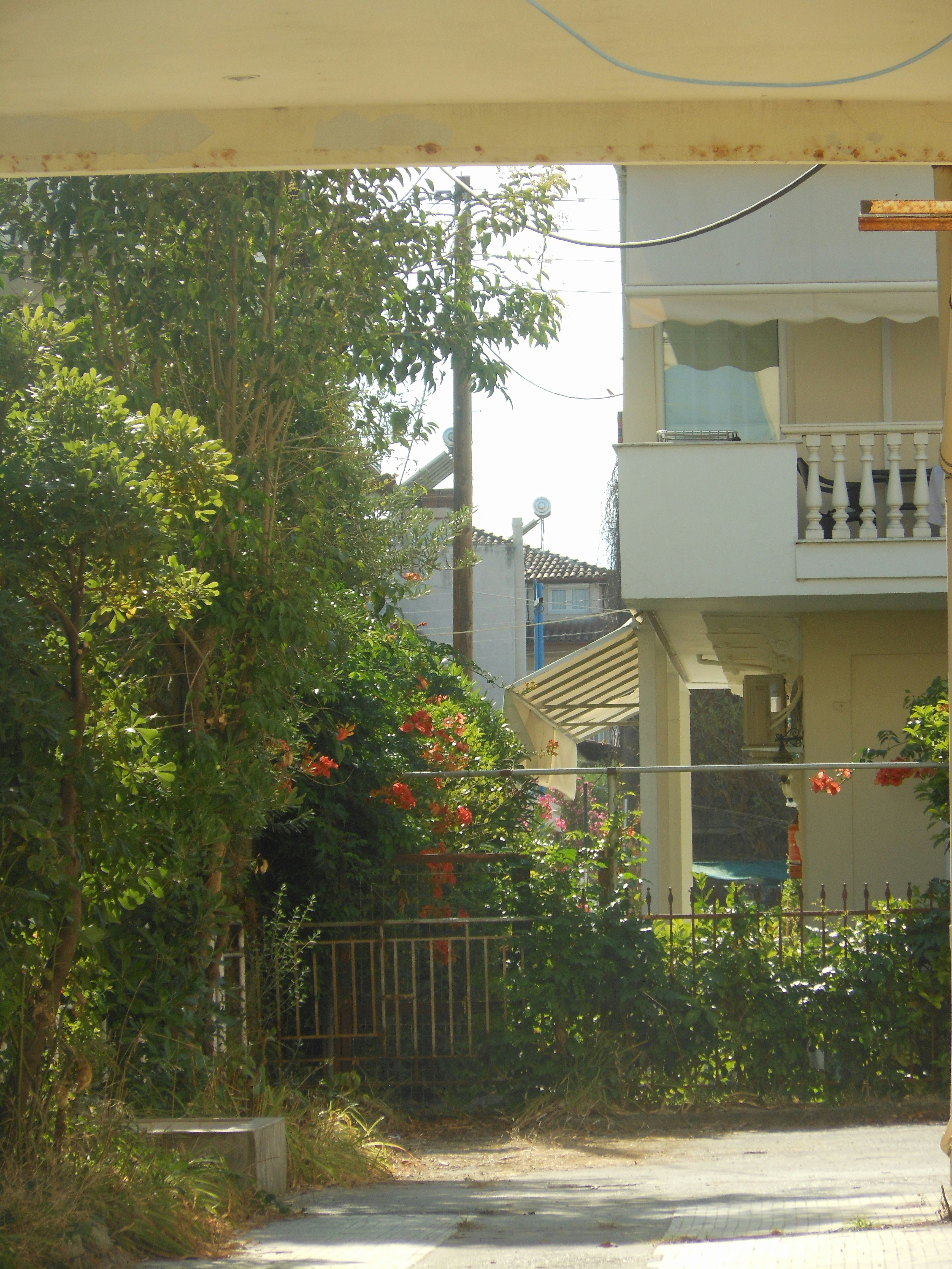 Lush green foliage with red flowers and buildings.