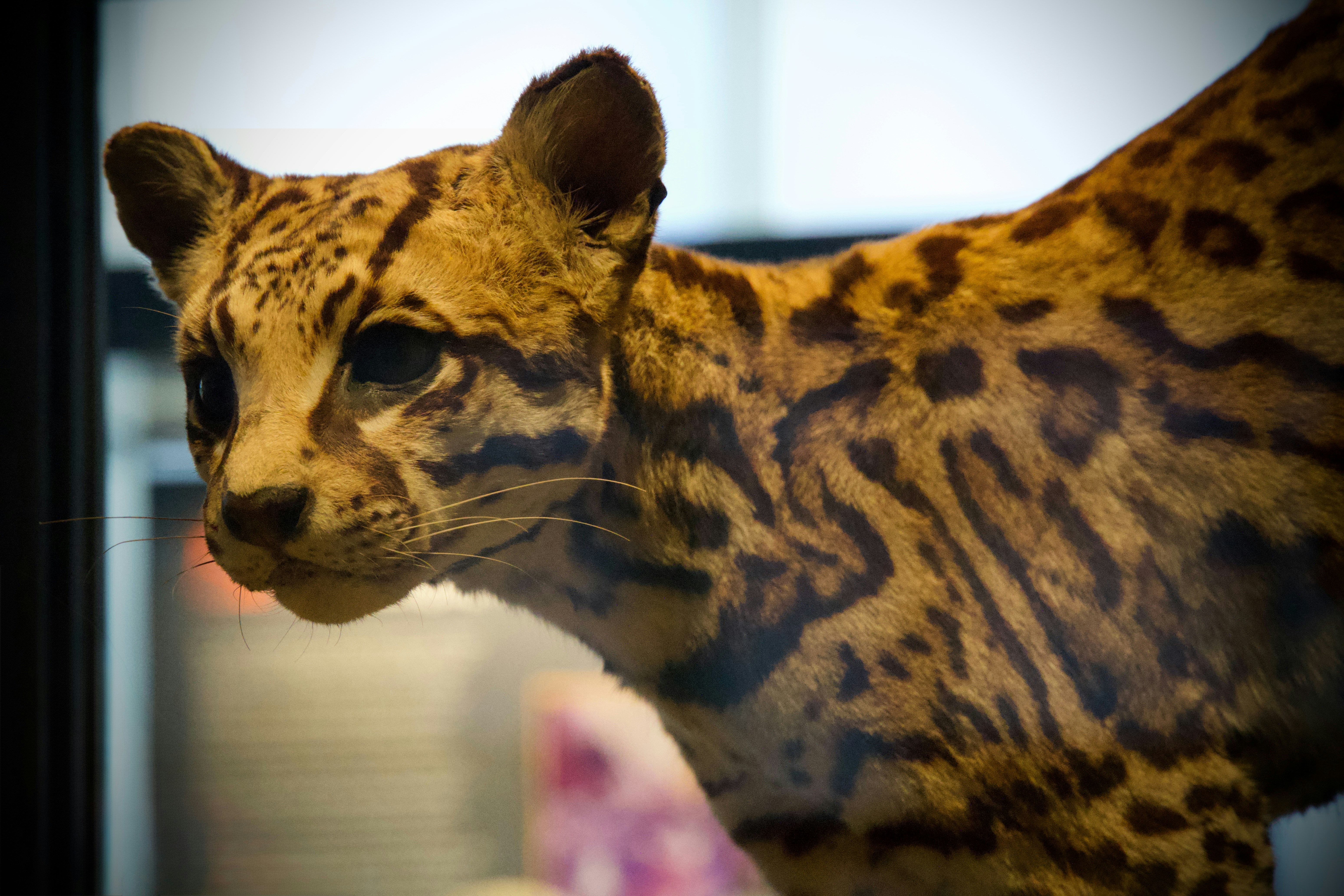 Leopardess at the Glass: A Quiet Gaze by the Enclosure