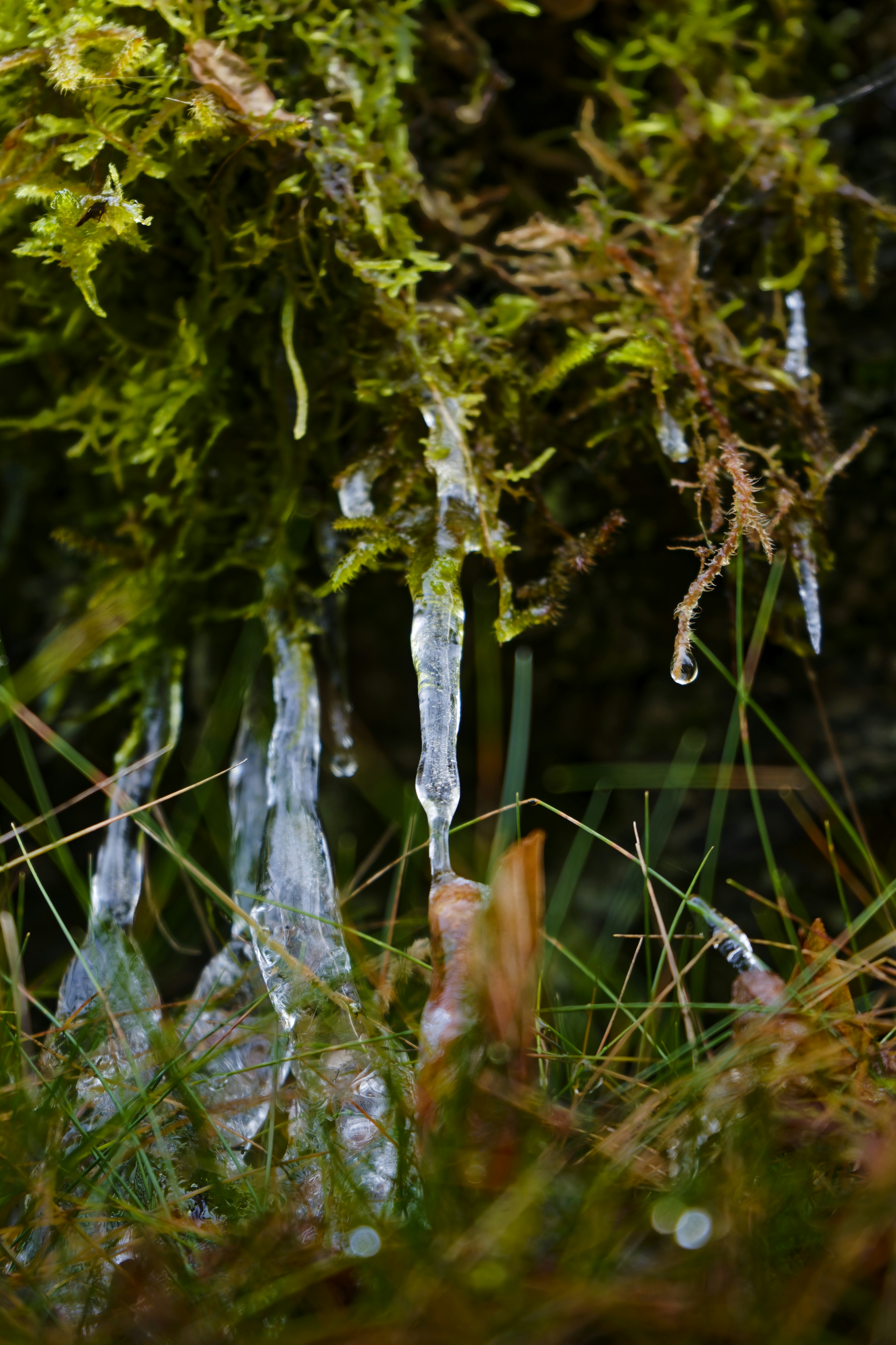 Icicles and Moss:Winter's Edge on a Mossy Verge