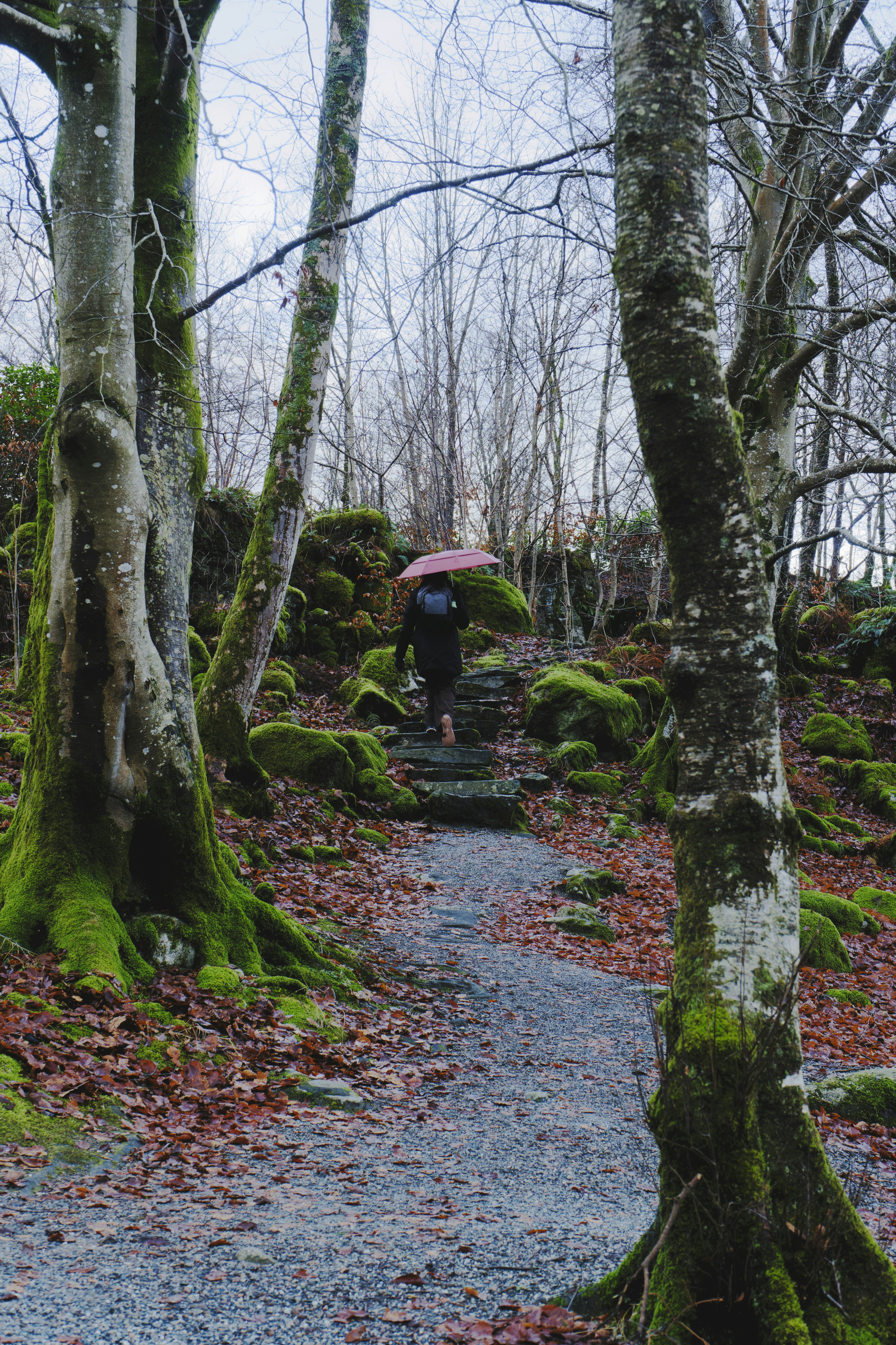 A Quiet Passage Beneath Moss-Coded Giants